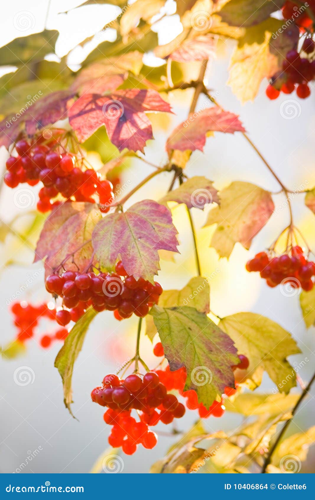 Guelder-rose, Gelderse Roos, Viburnum Opulus Royalty-Free Stock Image ...