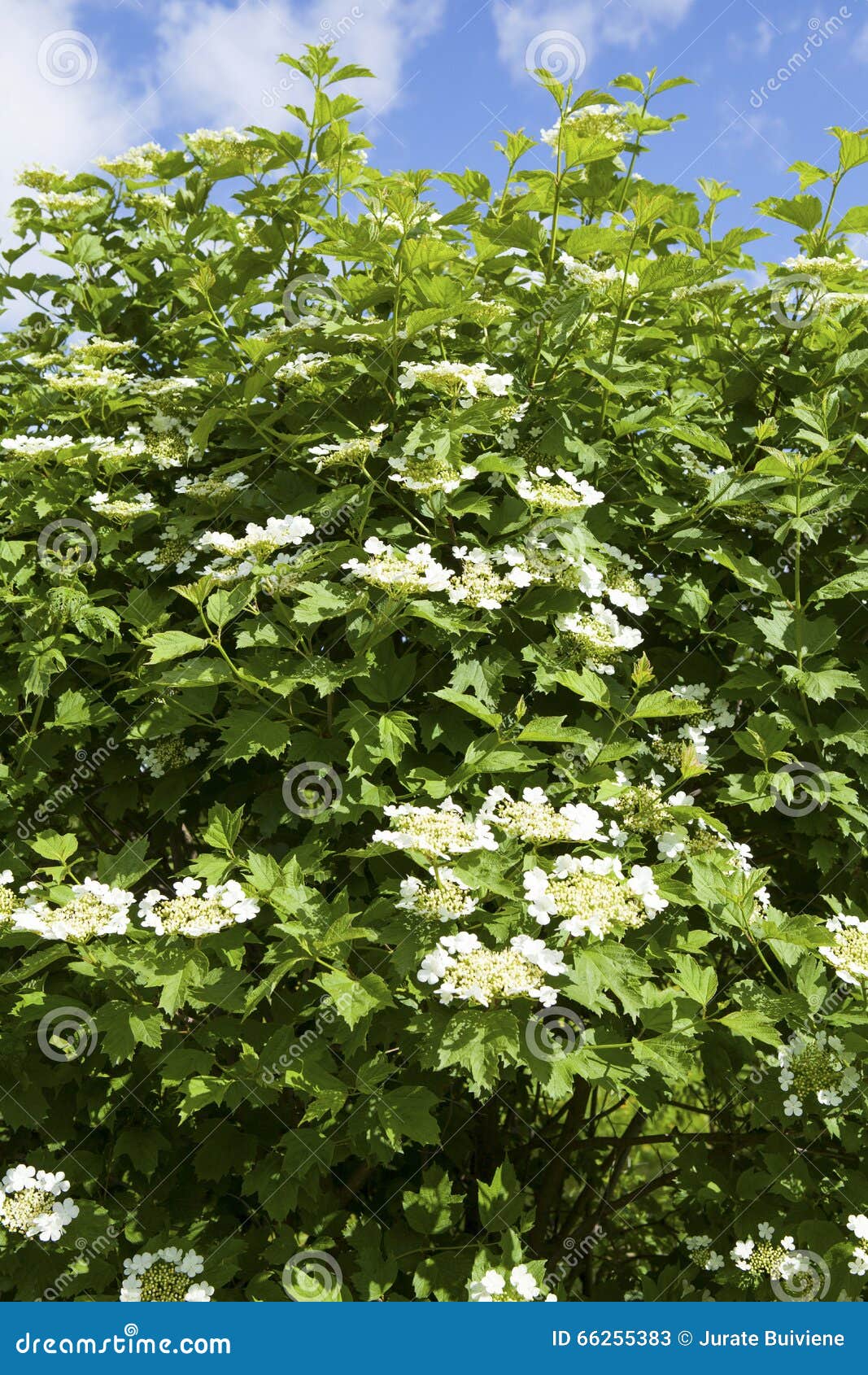 Snowball tree stock image. Image of botanical, botany - 66255383