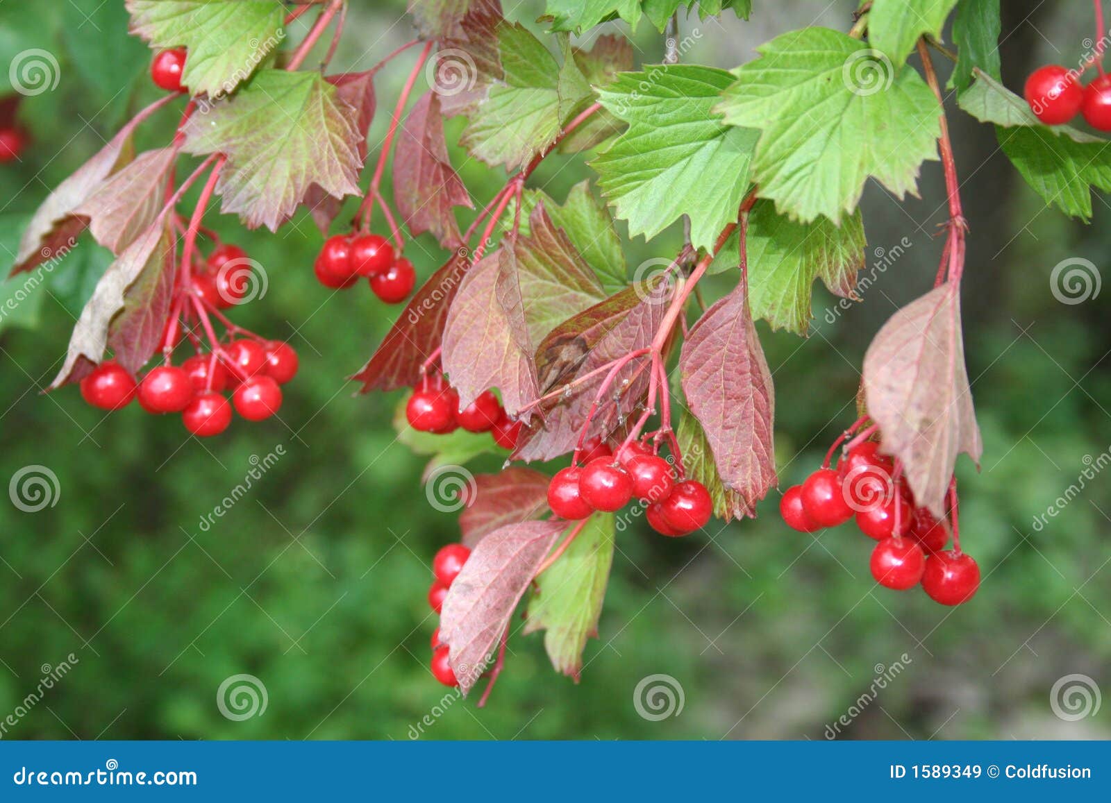Snowball-tree, Guelder-rose, Viburnum Stock Image - Image of fauna ...
