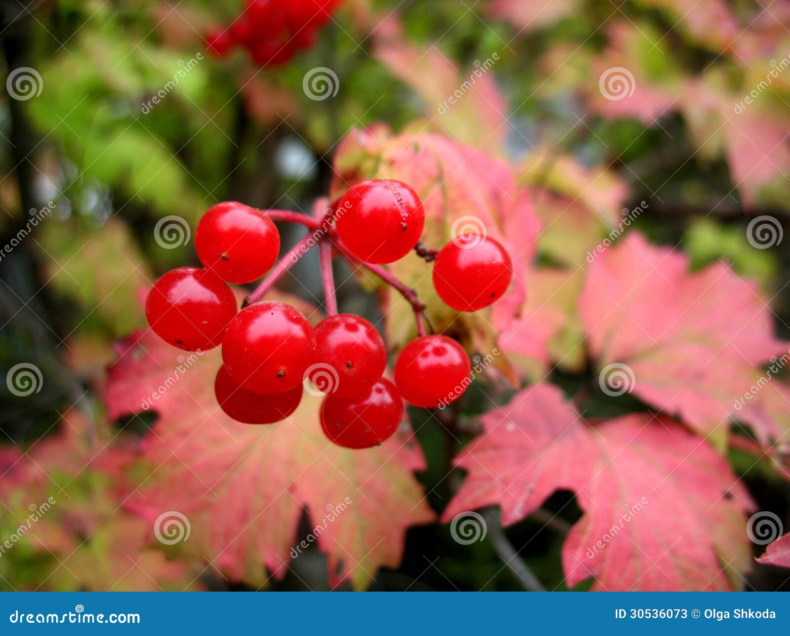 Snowball tree stock image. Image of nature, snowball - 30536073