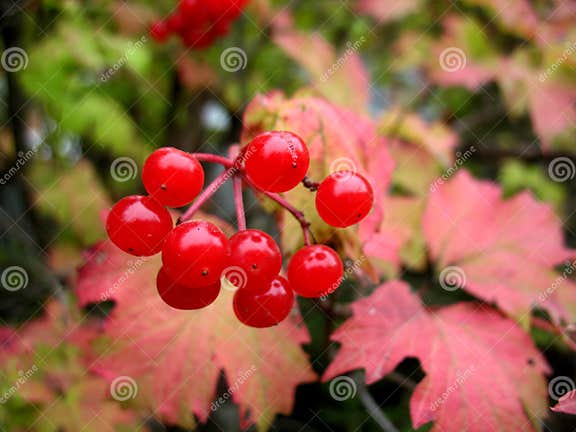 Snowball tree stock image. Image of nature, snowball - 30536073