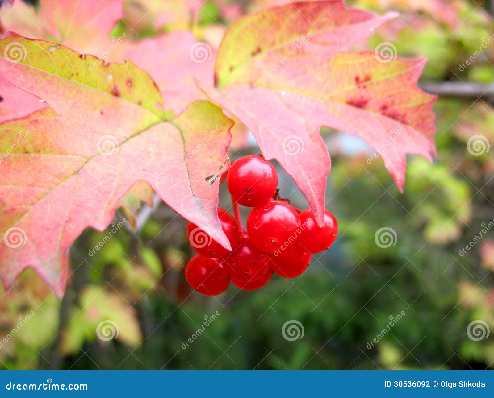 Snowball tree stock photo. Image of autumn, viburnum - 30536092
