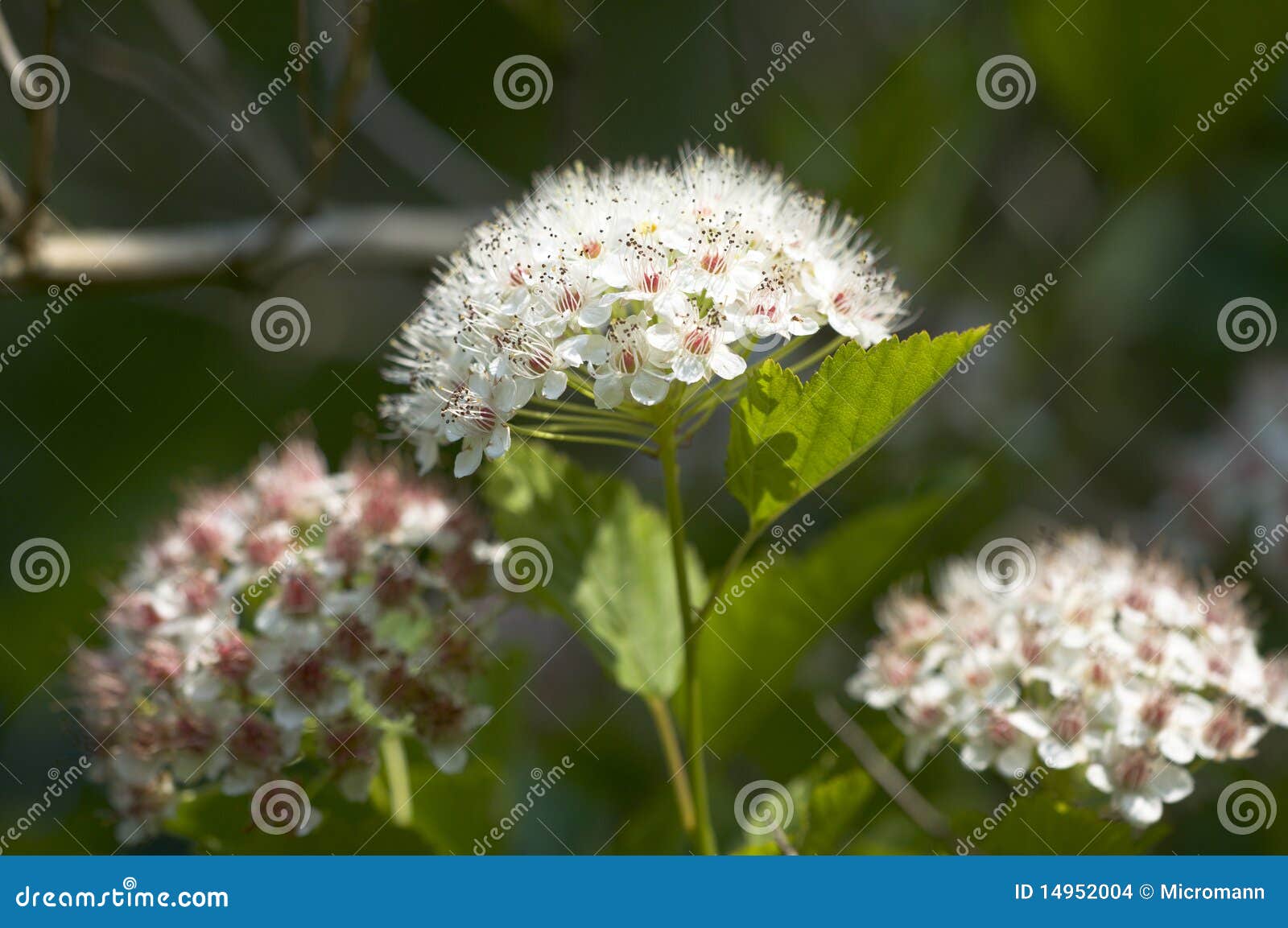 Snowball - Viburnum stock photo. Image of adoxa, macro - 14952004