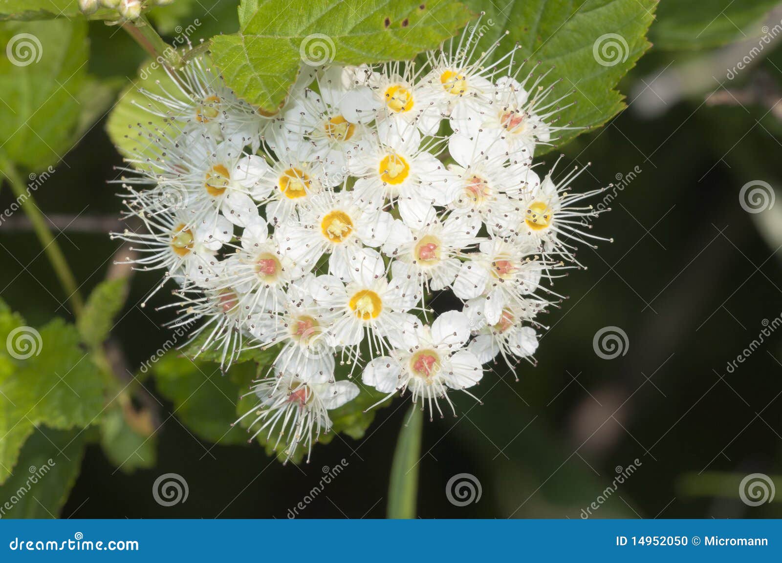Snowball - Viburnum stock photo. Image of macro, shrub - 14952050