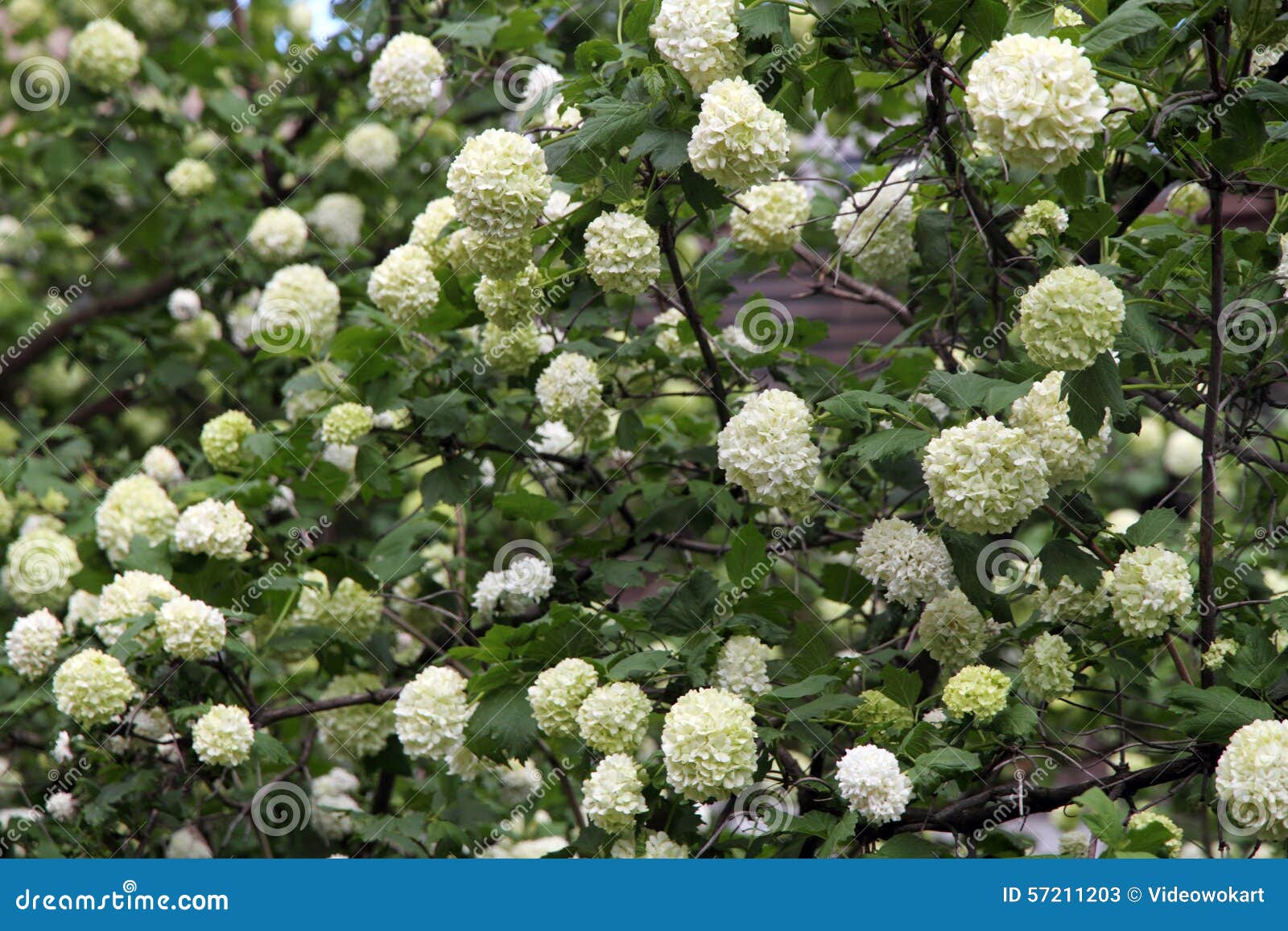 Viburnum Opulus Roseum - Snowball Tree Royalty-Free Stock Image ...