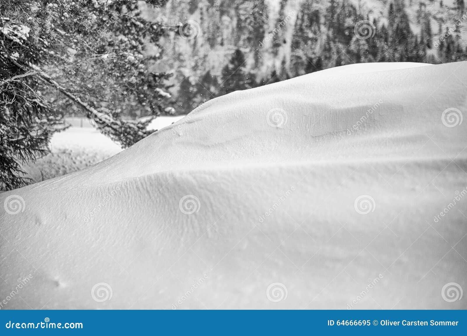 A snowbank stock image. Image of swiss, black, woods - 64666695