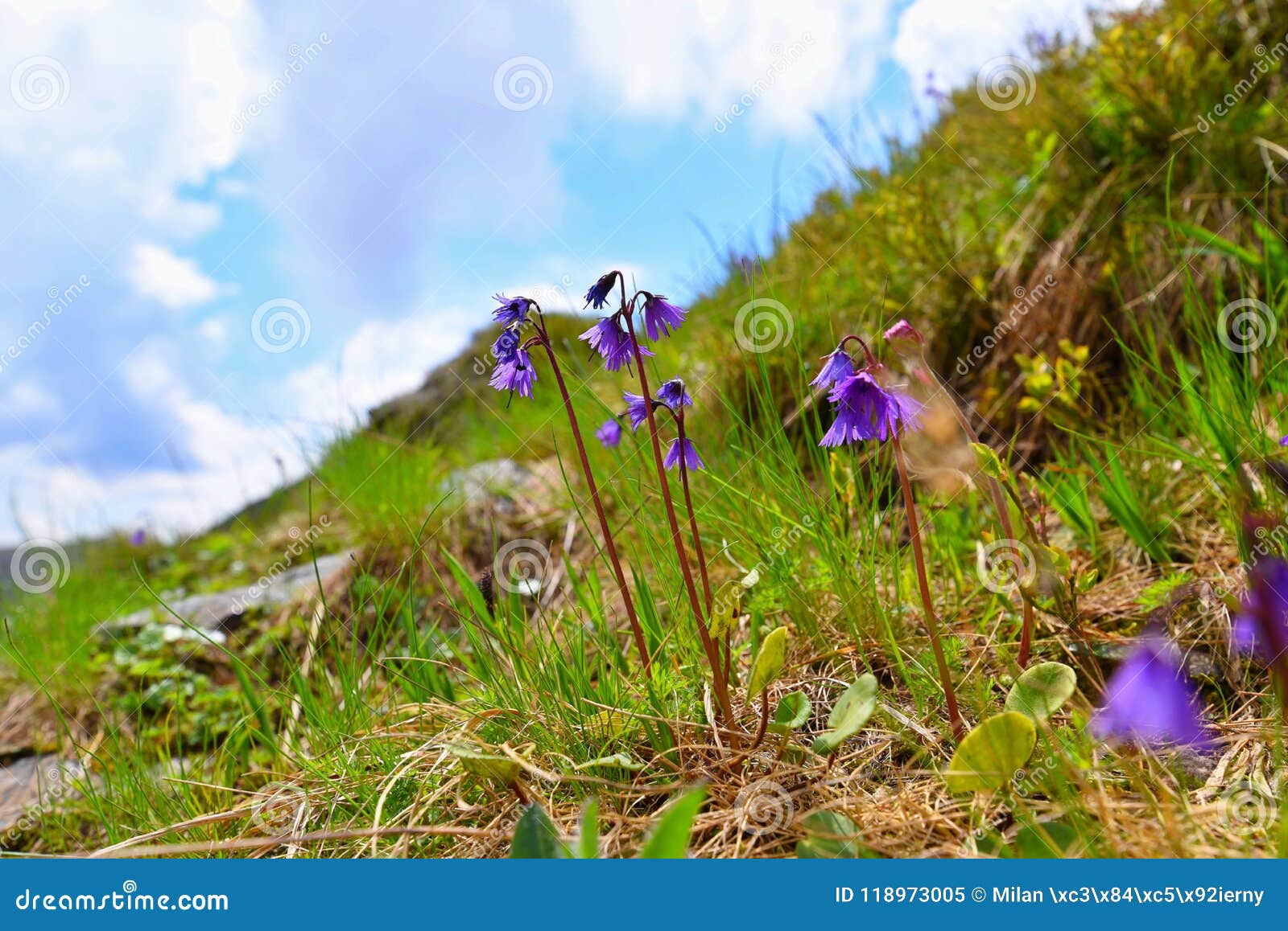 Snowbell stock image. Image of soldanella, garden, snowbell - 118973005
