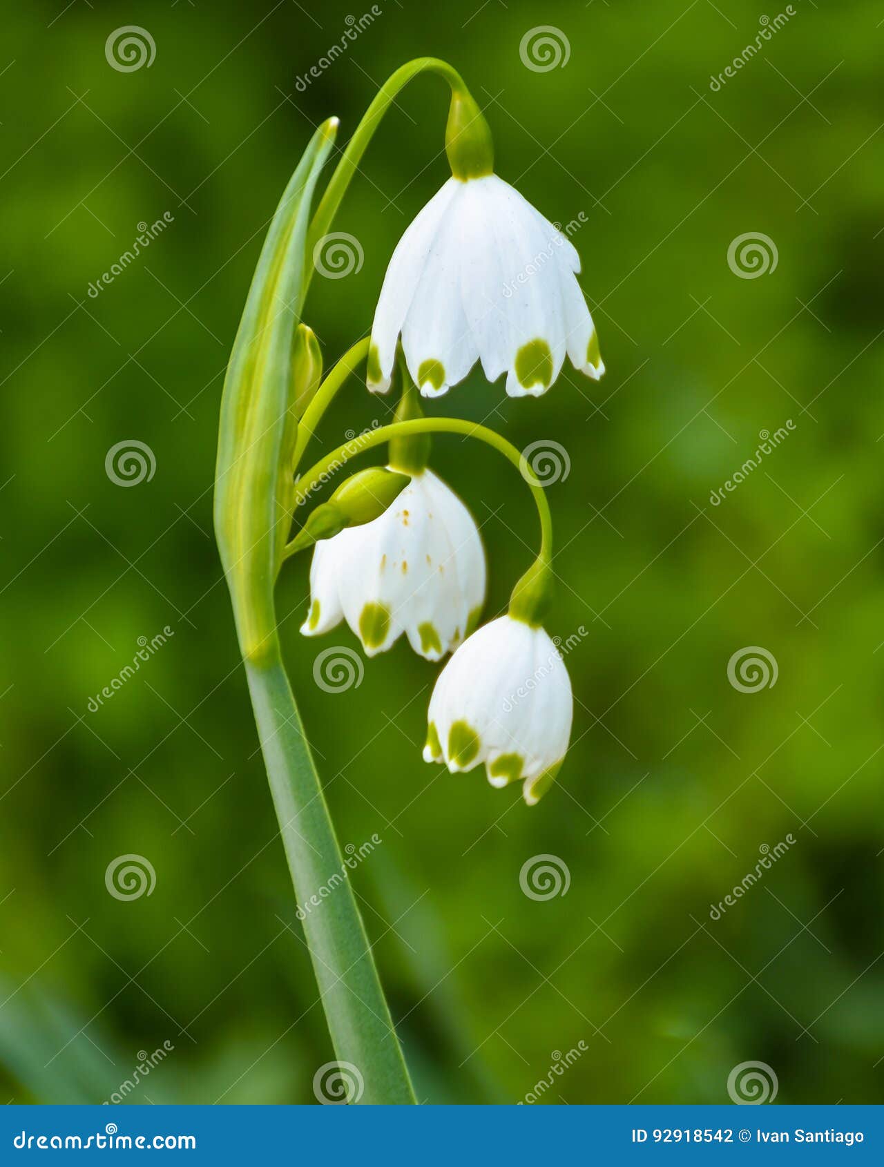 Snowbells Growing in the Spring Stock Photo - Image of leucojum, meadow ...