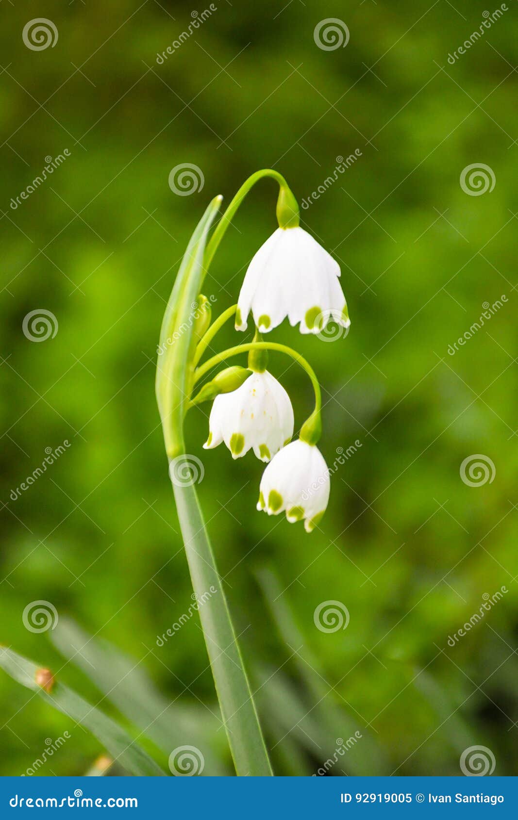 Snowbells Growing in the Spring Stock Image - Image of floral, meadow ...