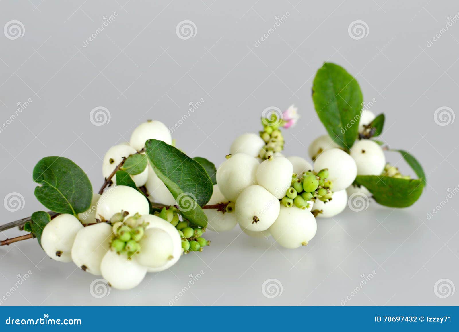Snowberries stock photo. Image of autumn, natural, decorative - 78697432
