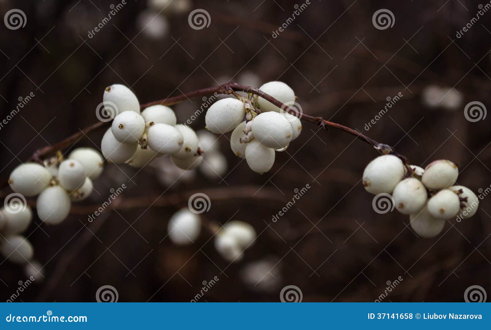 Snowberries (Symphoricarpos)_6 Stock Photo - Image of ecology, outdoors ...