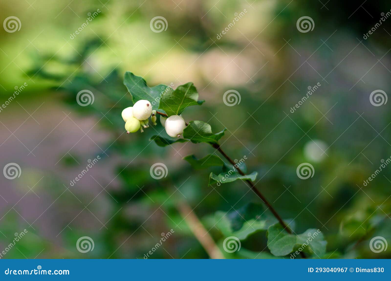 Snowberry in Autumn Close-up Stock Image - Image of decorative, fresh ...