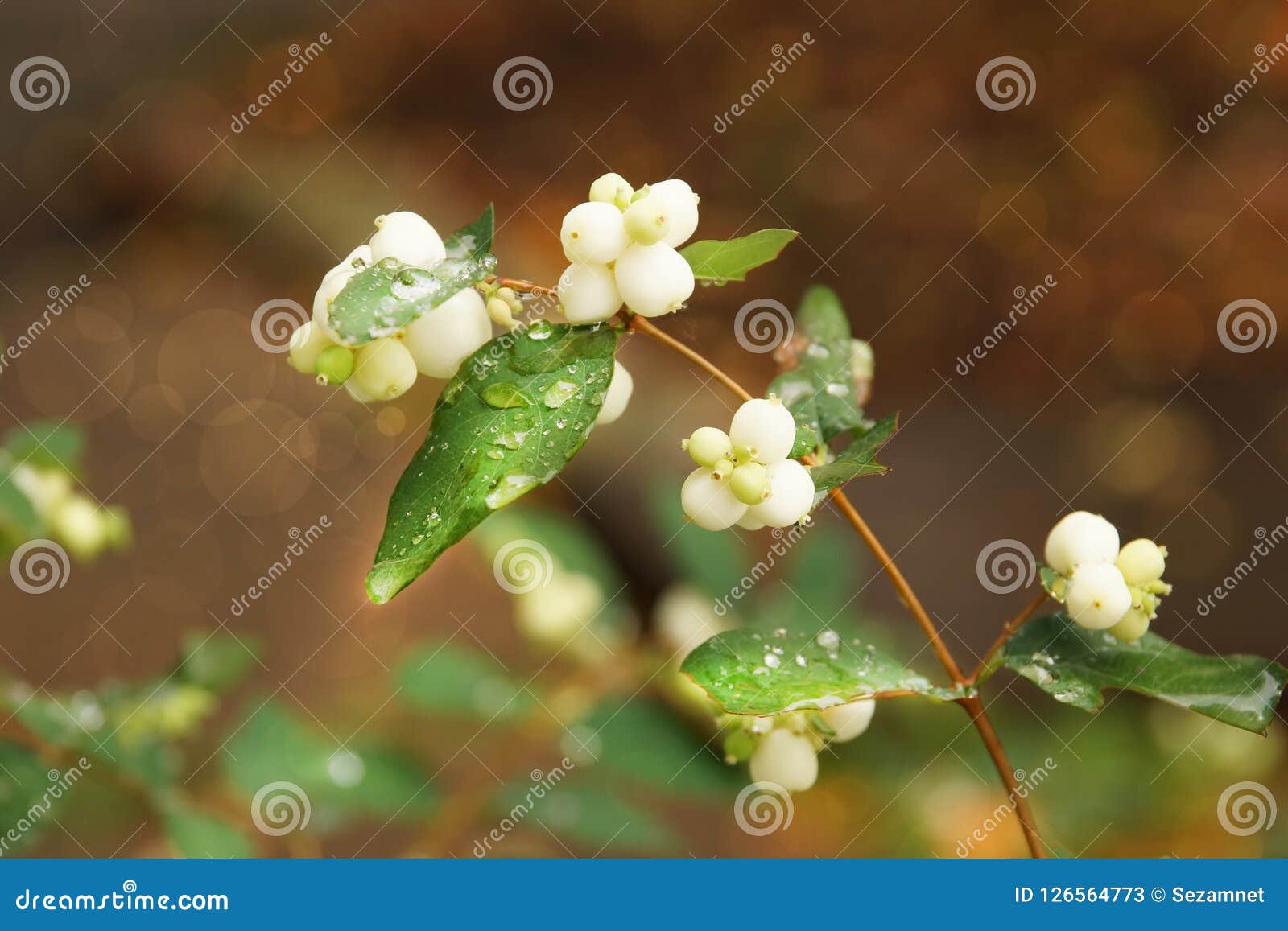 The Snowberry Branch Of A Shrub Drops On The Leaves Blurred Back Stock Image Image Of
