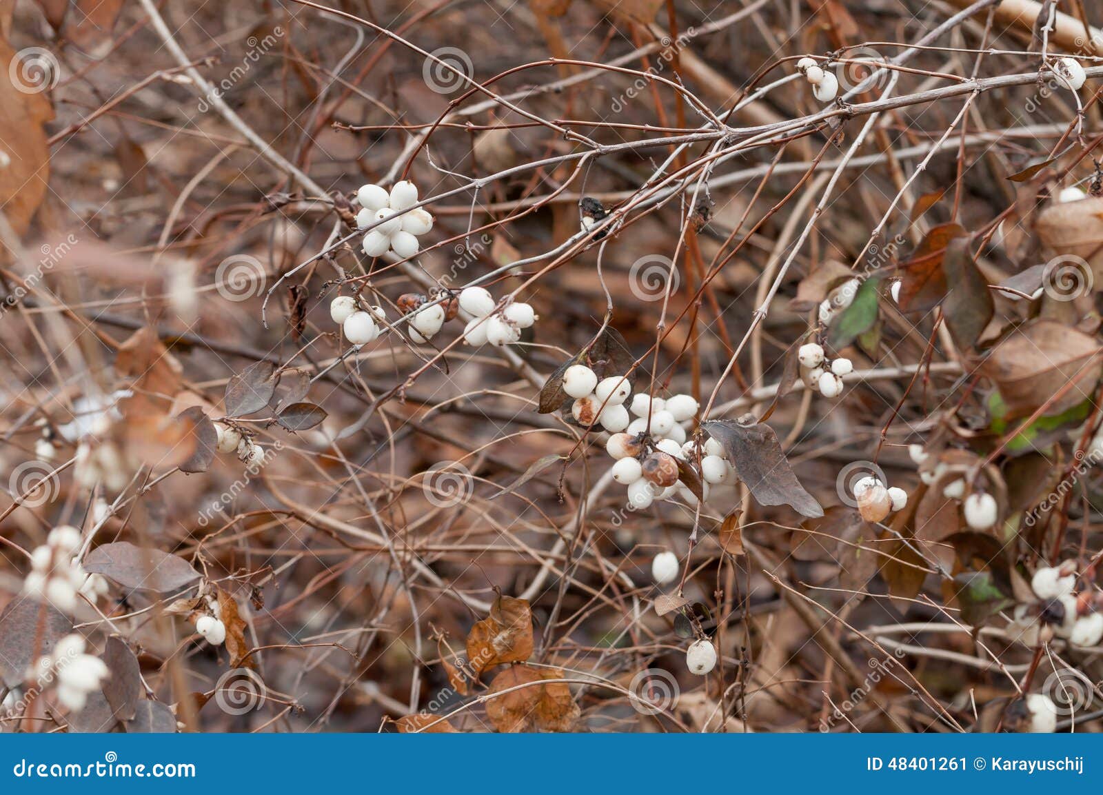 Snowberry Fruit in Winter stock image. Image of plant - 48401261