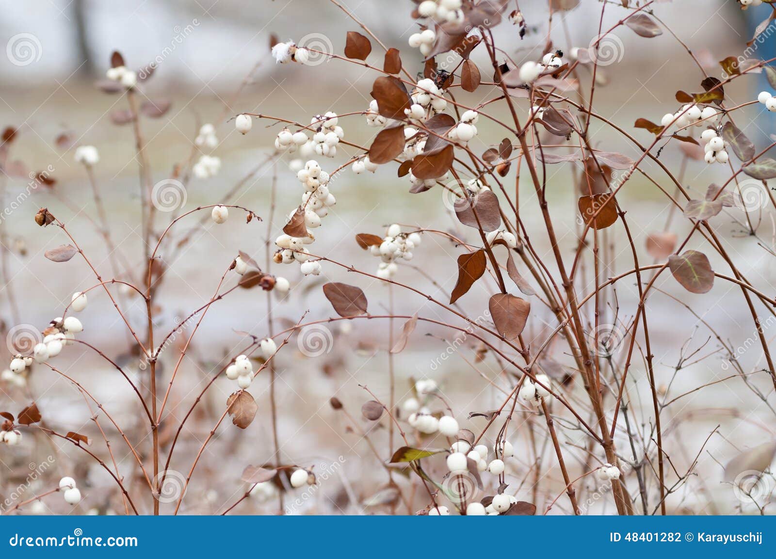 Snowberry Fruit in Winter stock photo. Image of background - 48401282