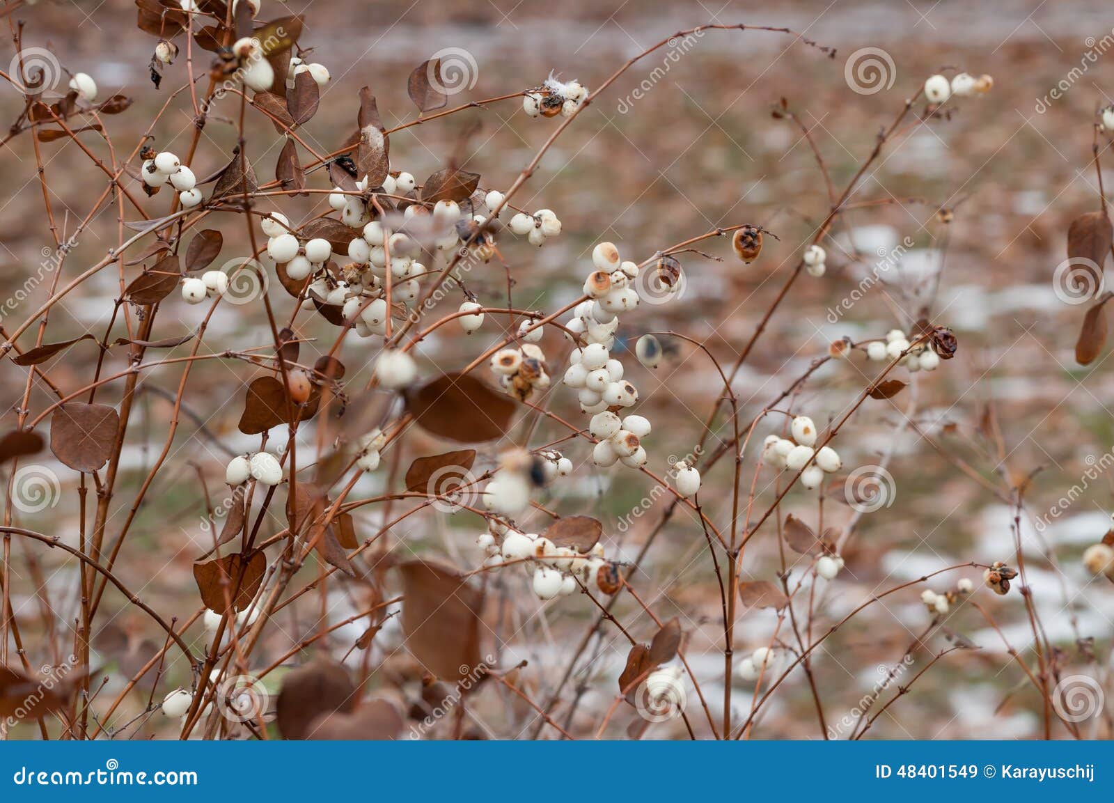 Snowberry Fruit in Winter stock image. Image of season - 48401549