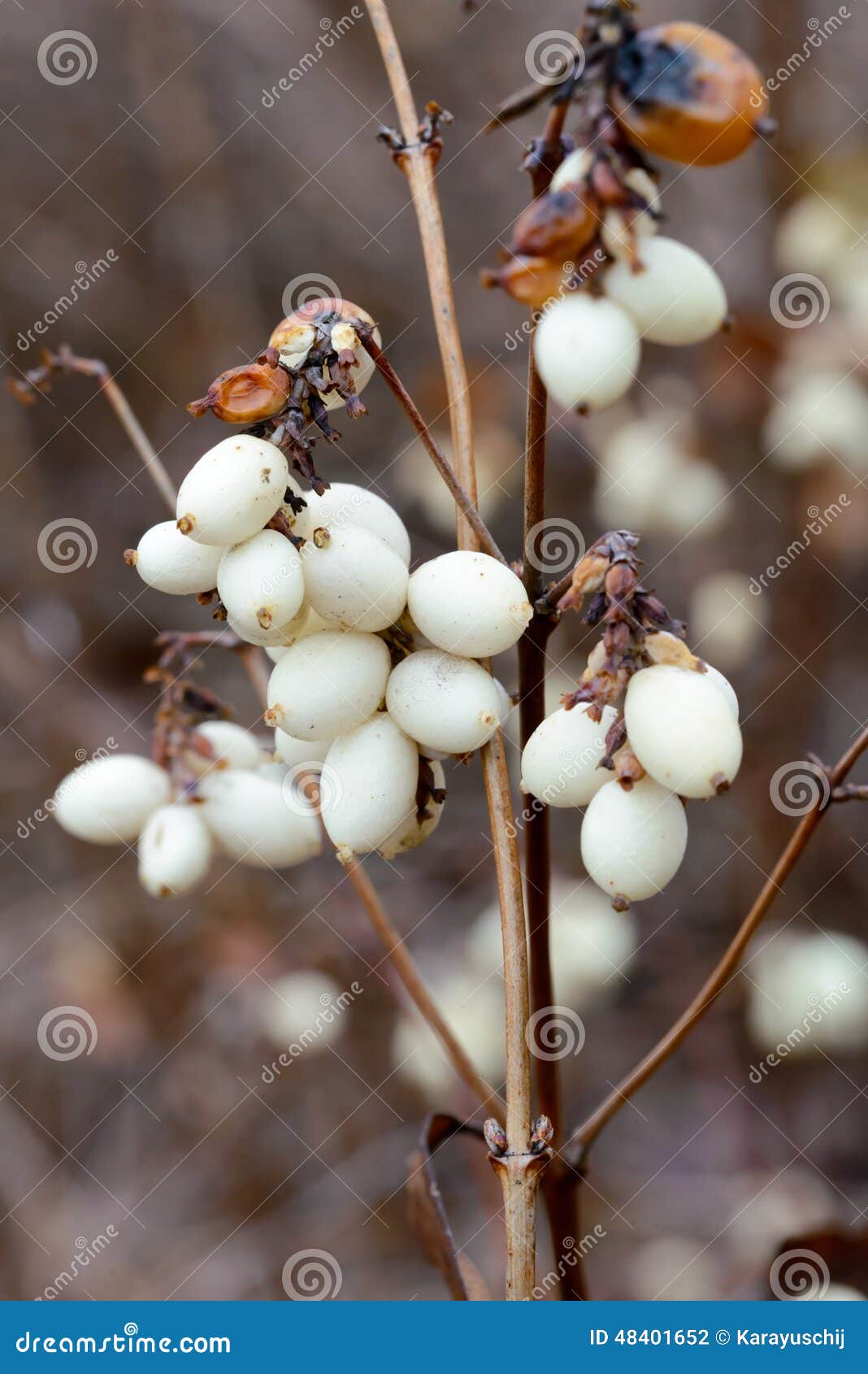 Snowberry Fruit in Winter stock photo. Image of twig - 48401652