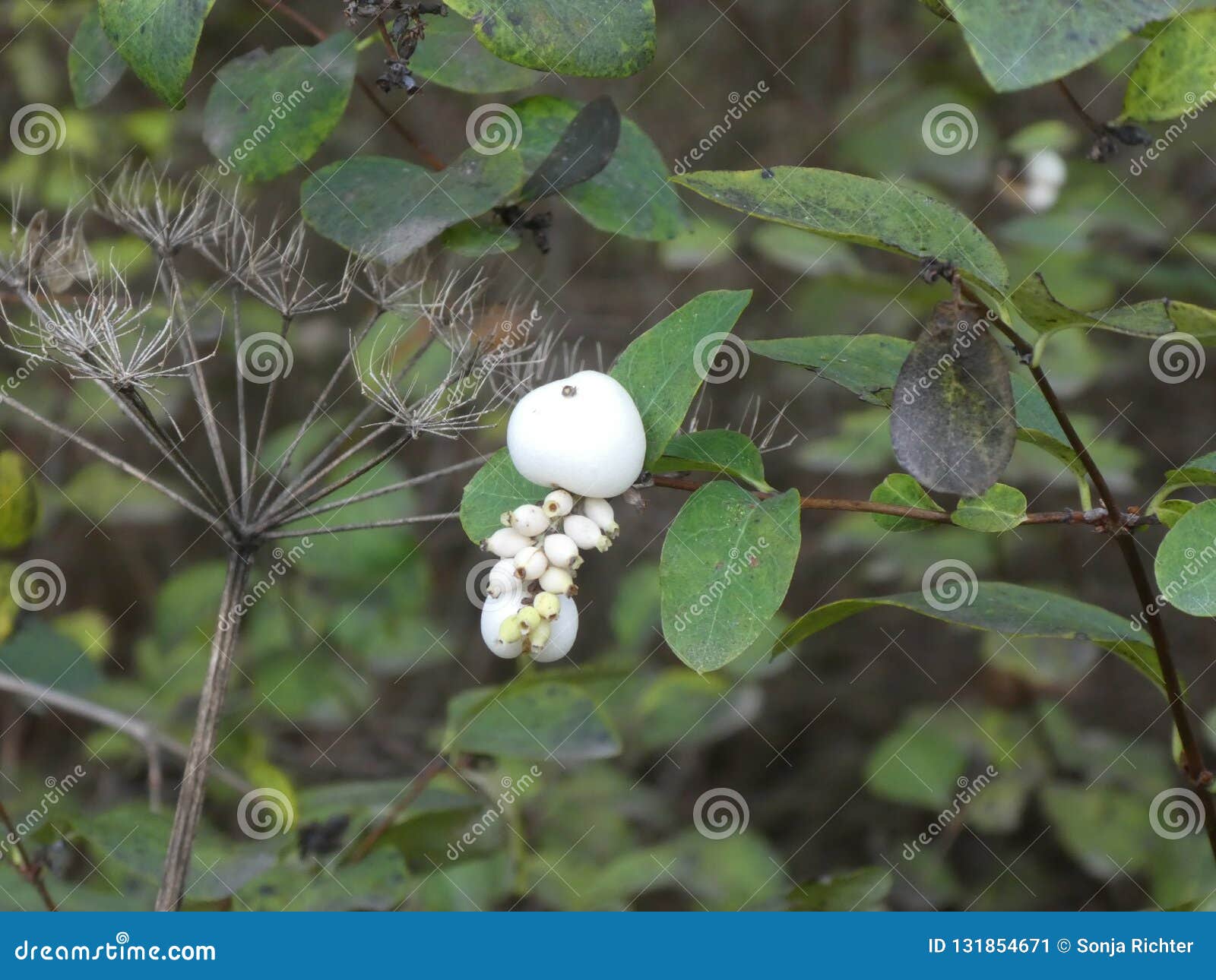 Snowberrystruik in Het Bos in De Herfst Met Witte Bessen Stock ...