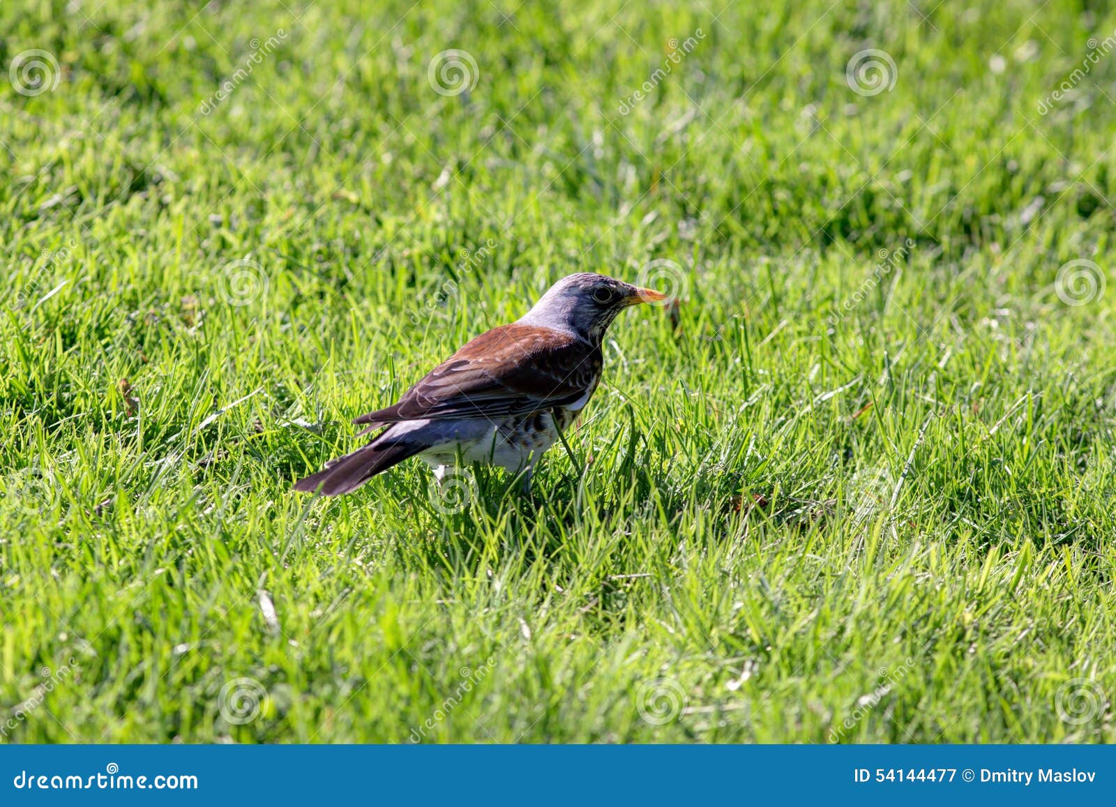 Snowbird on the Green Grass Stock Image - Image of spring, outdoors ...