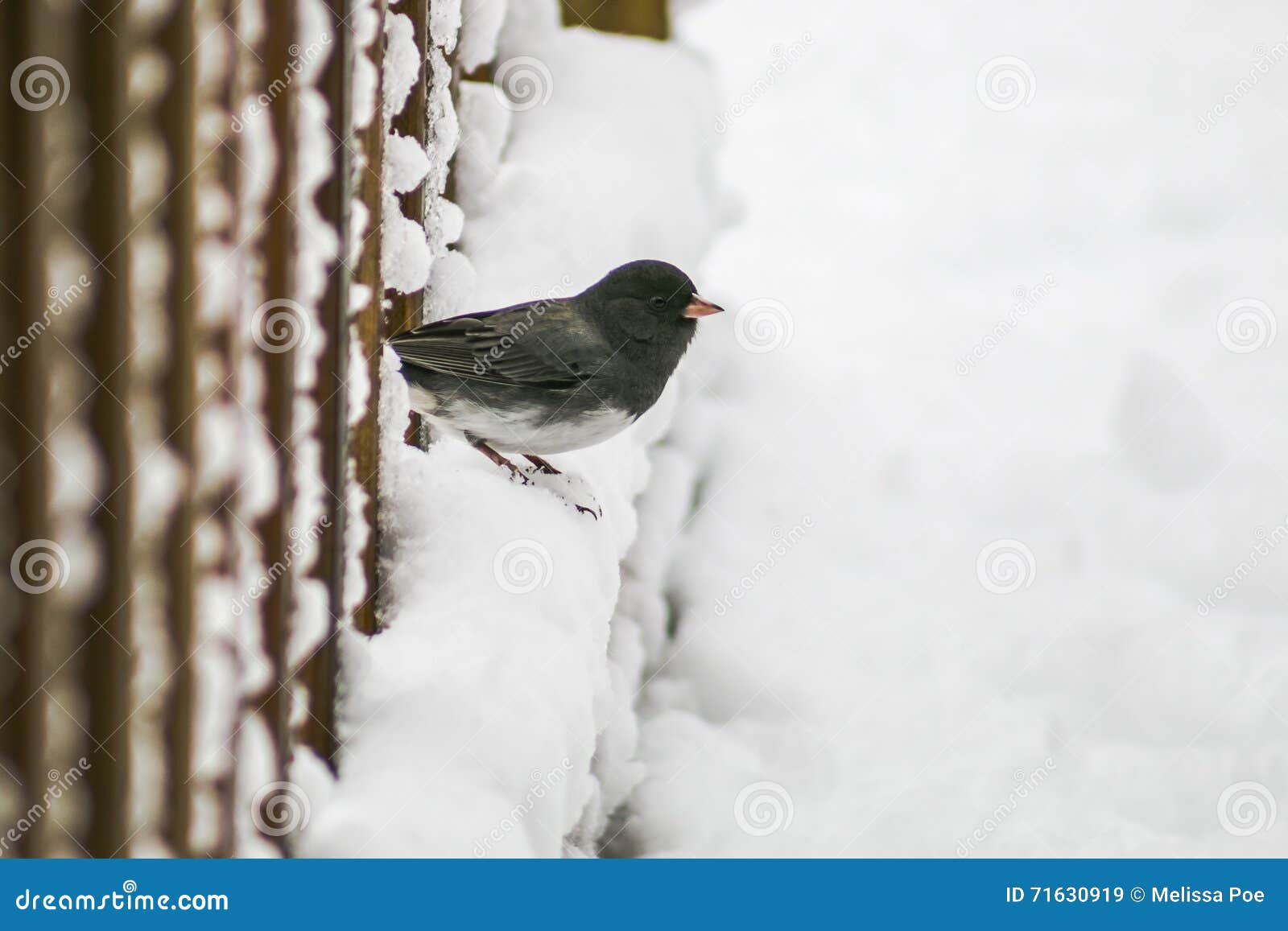 Snowbird stock image. Image of outside, avian, snowbird - 71630919