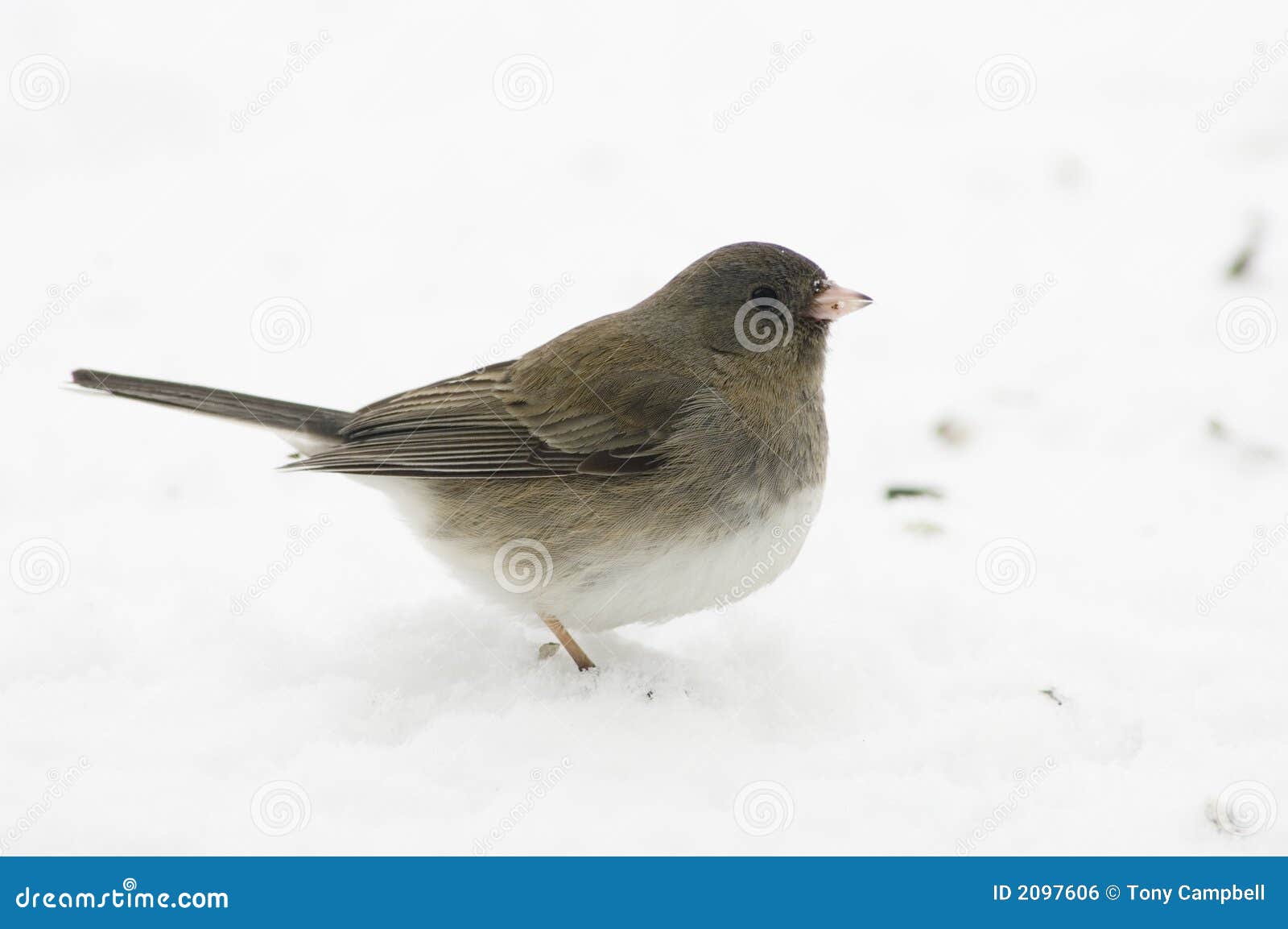 Snowbird in the snow stock photo. Image of snowbird, winter - 2097606