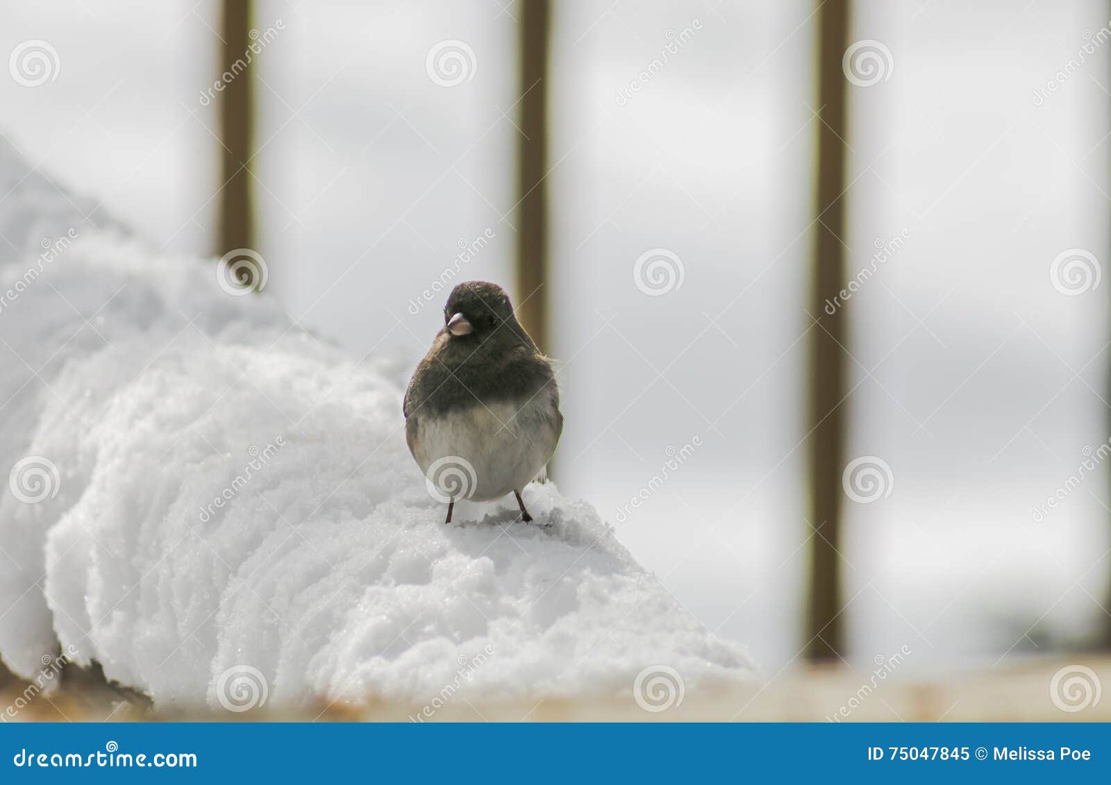 Snowbird in the snow.(2) stock image. Image of birds - 75047845