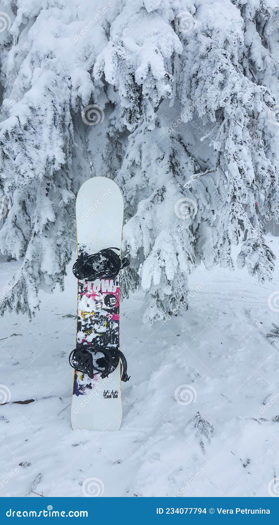 Snowboard in Snow Pine Trees after Blizzard Stock Photo - Image of snow ...