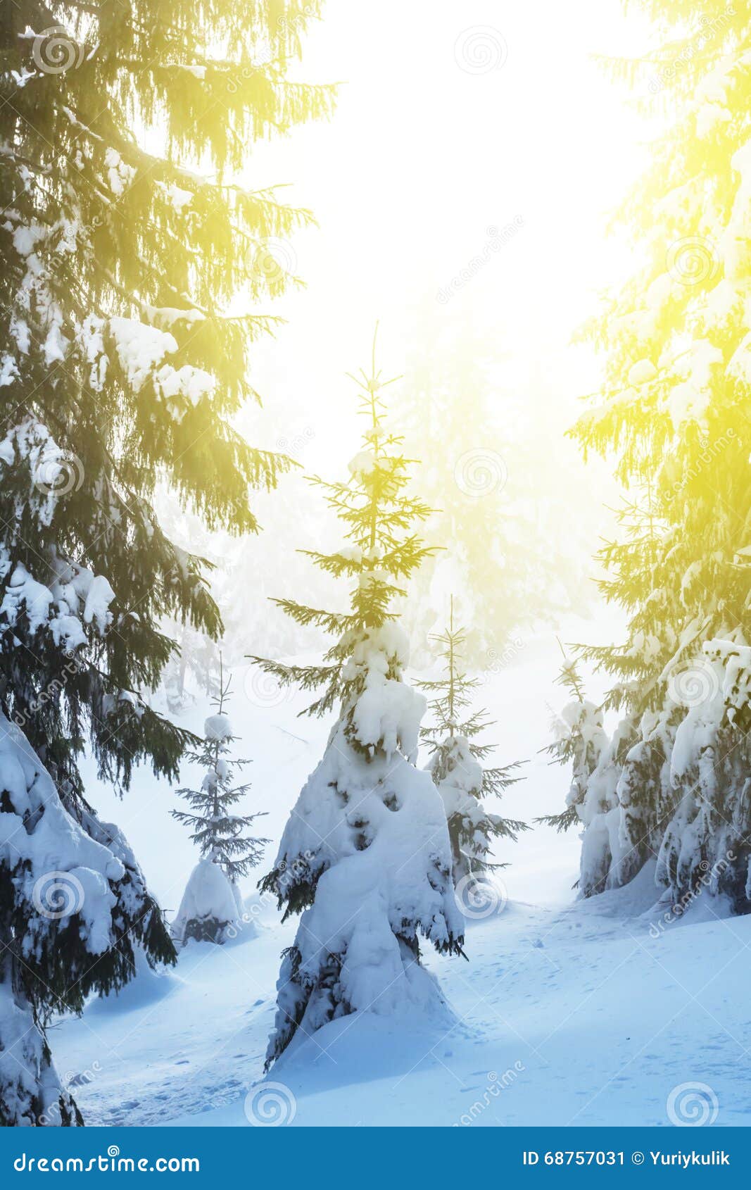 Snowbound Forest in a Rays of Sun Scene Stock Image - Image of park ...