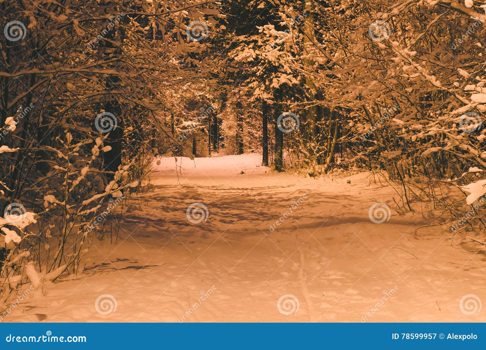 Snowbound Pathway in Winter-time Forest Stock Image - Image of dark ...