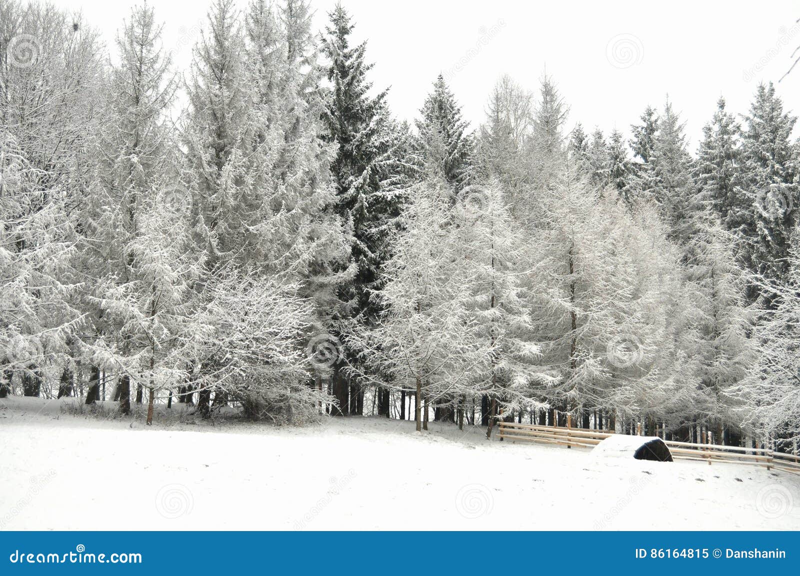 Snowbound Winter Forest in Overcast. Beautiful Winter Landscape Stock ...