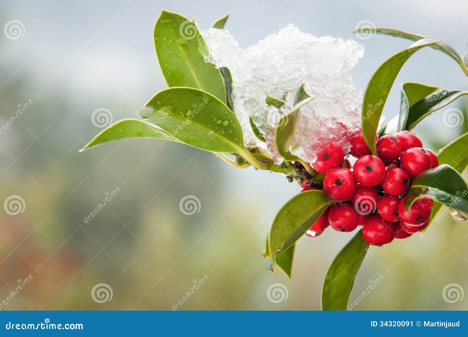 Snowcovered Holly Twig with Berries Stock Image - Image of color ...