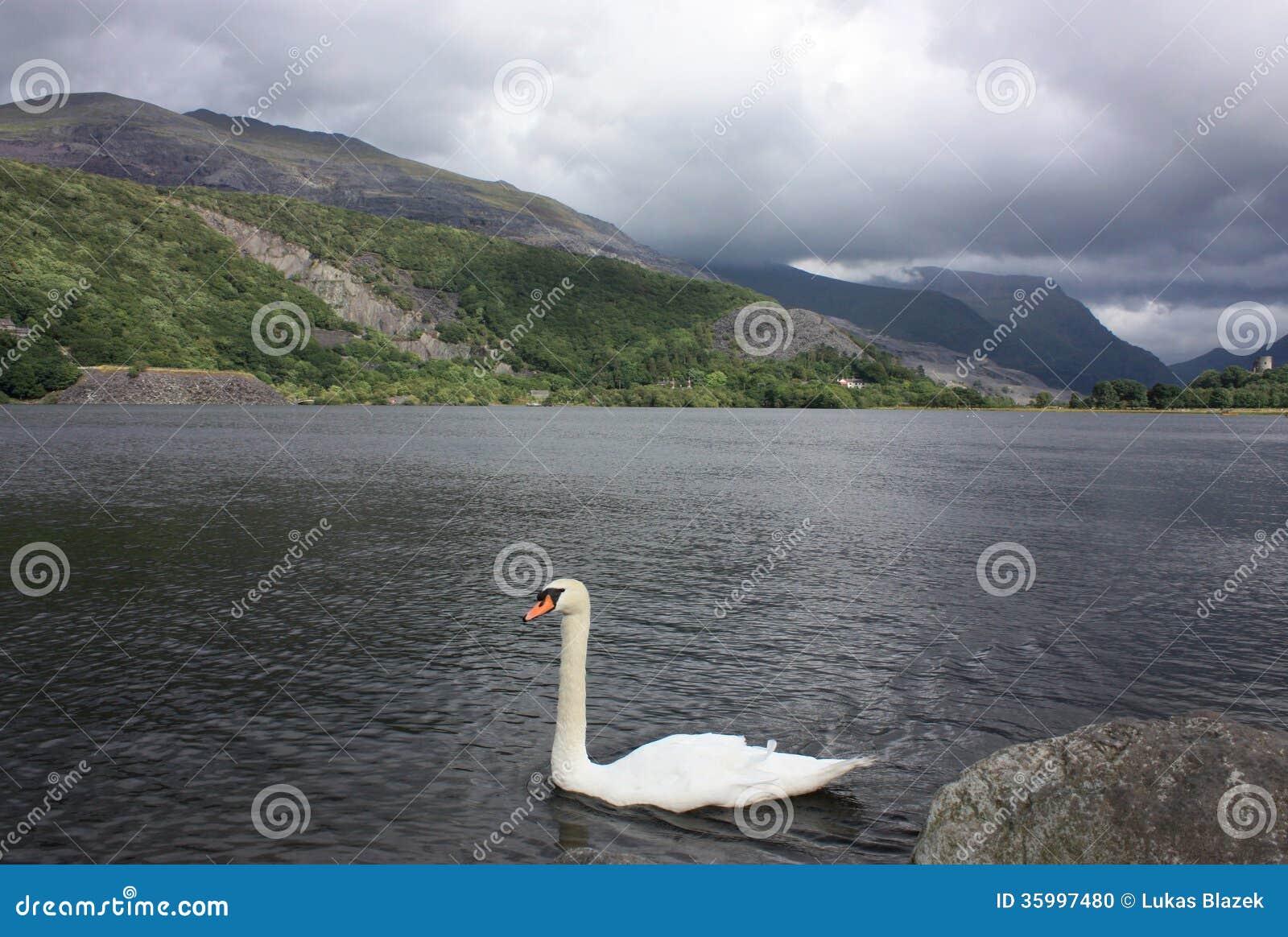 Snowdonia stock photo. Image of swan, bird, britain, hill - 35997480