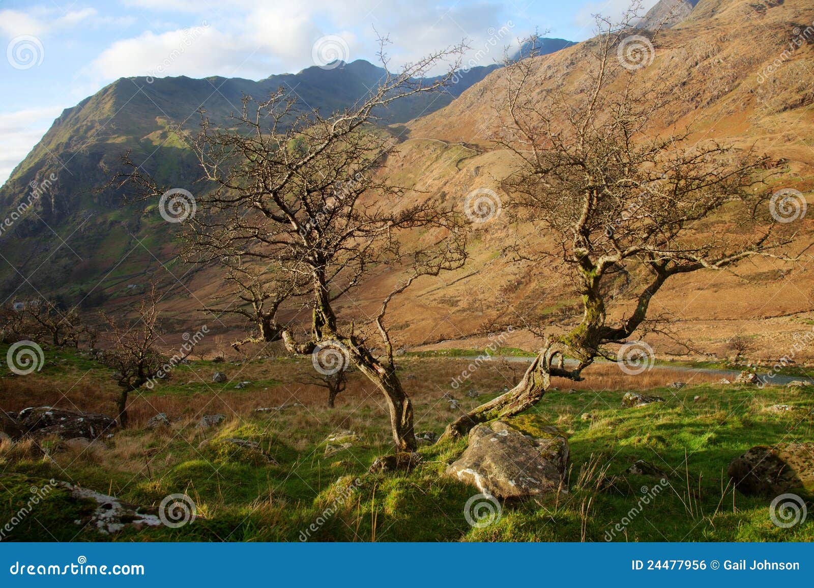 Snowdonia trees stock photo. Image of mountain, range - 24477956