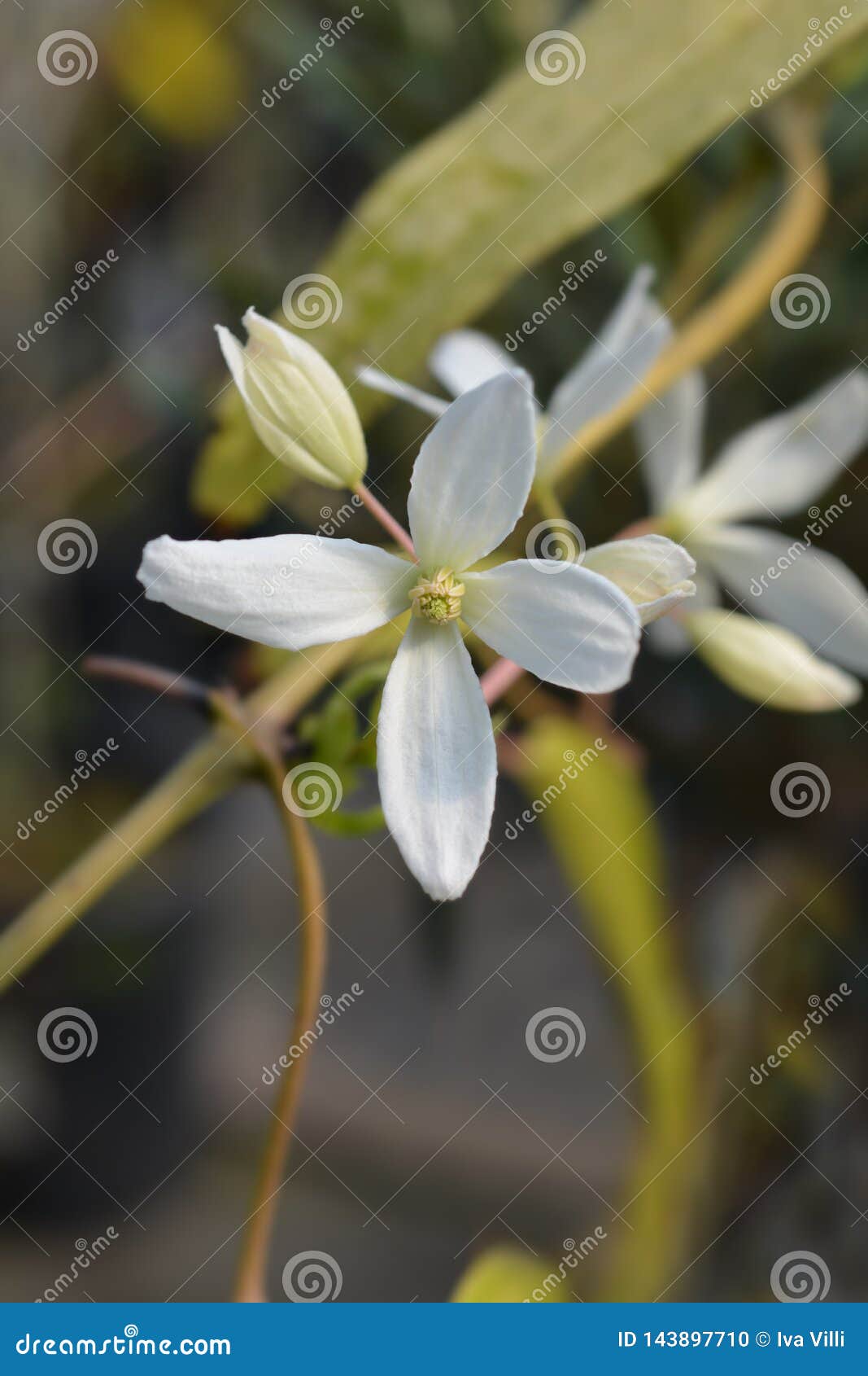 Snowdrift Evergreen Clematis Stock Photo - Image of outdoors, nature ...