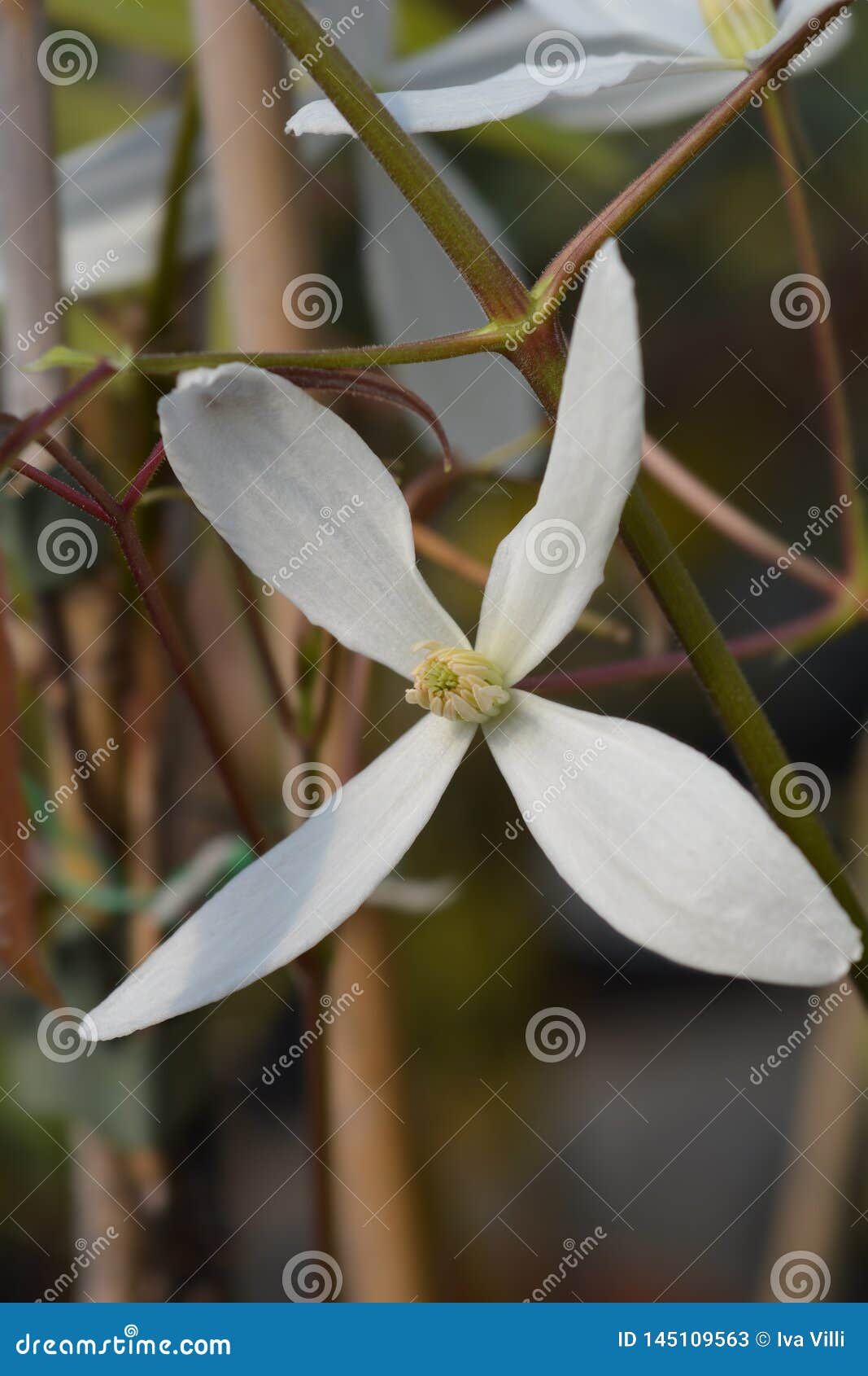 Snowdrift Evergreen Clematis Stock Image - Image of plant, outdoors ...