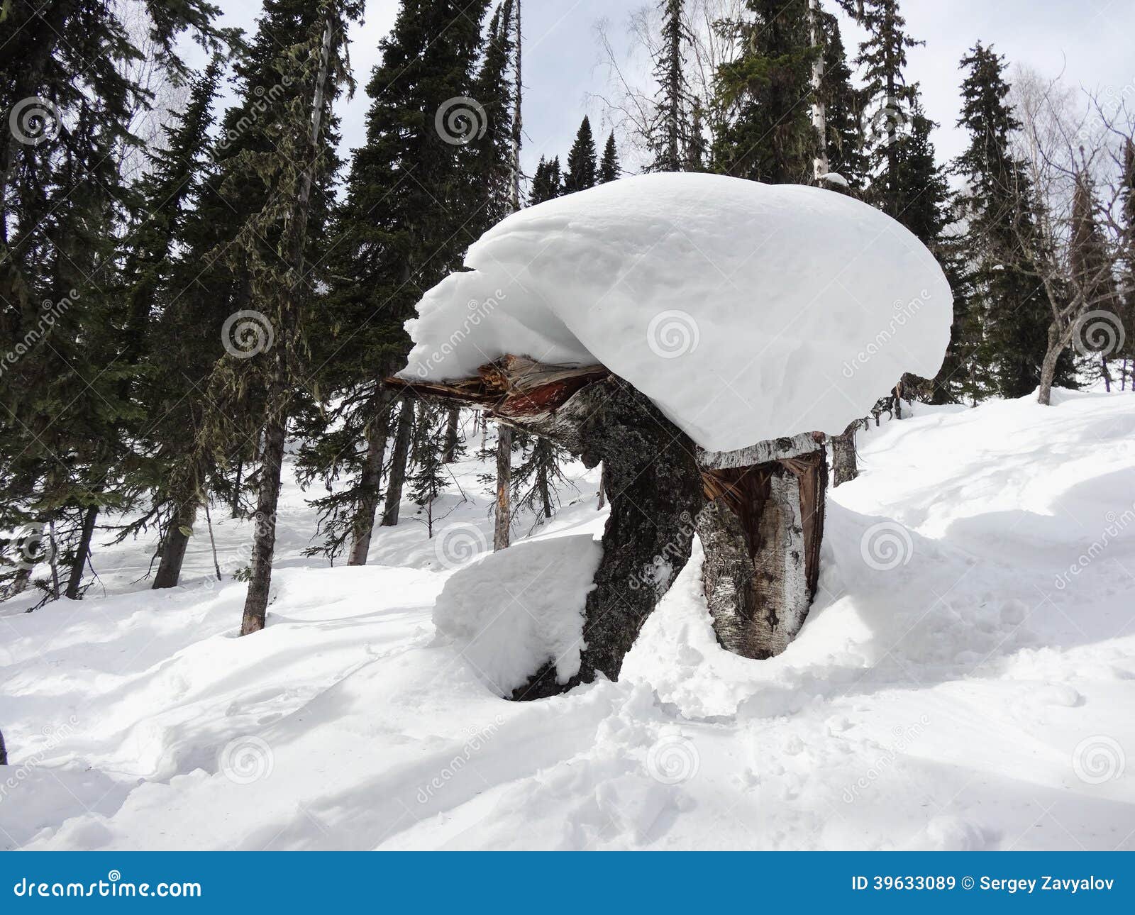 Snowdrift at Top of the Tree Stump Stock Image - Image of forest ...