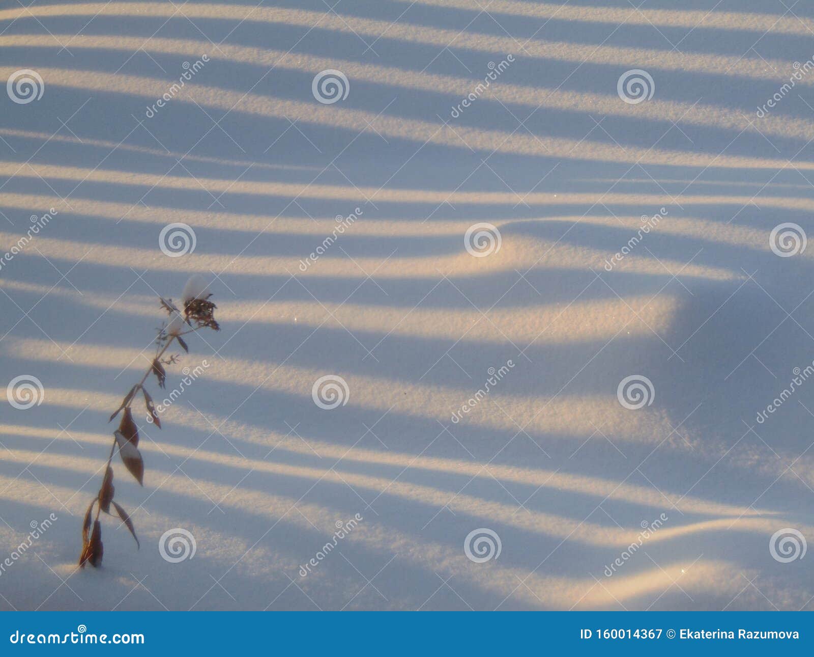 Snowdrift of White Snow in Winter. a Plant Grows from it. Stripes of ...