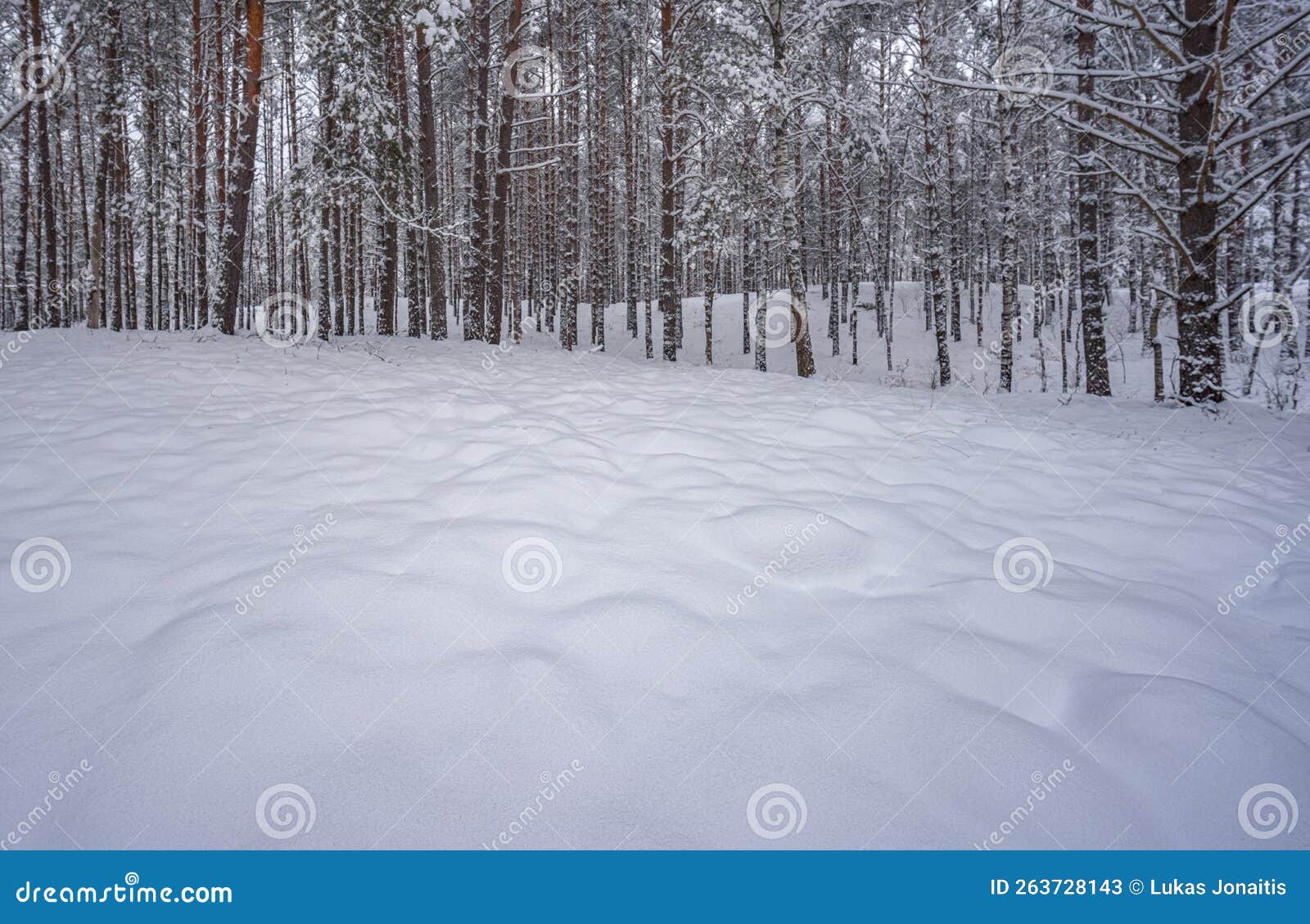 Snowdrifts in a Forest, Simple Background with Snow Stock Image - Image ...