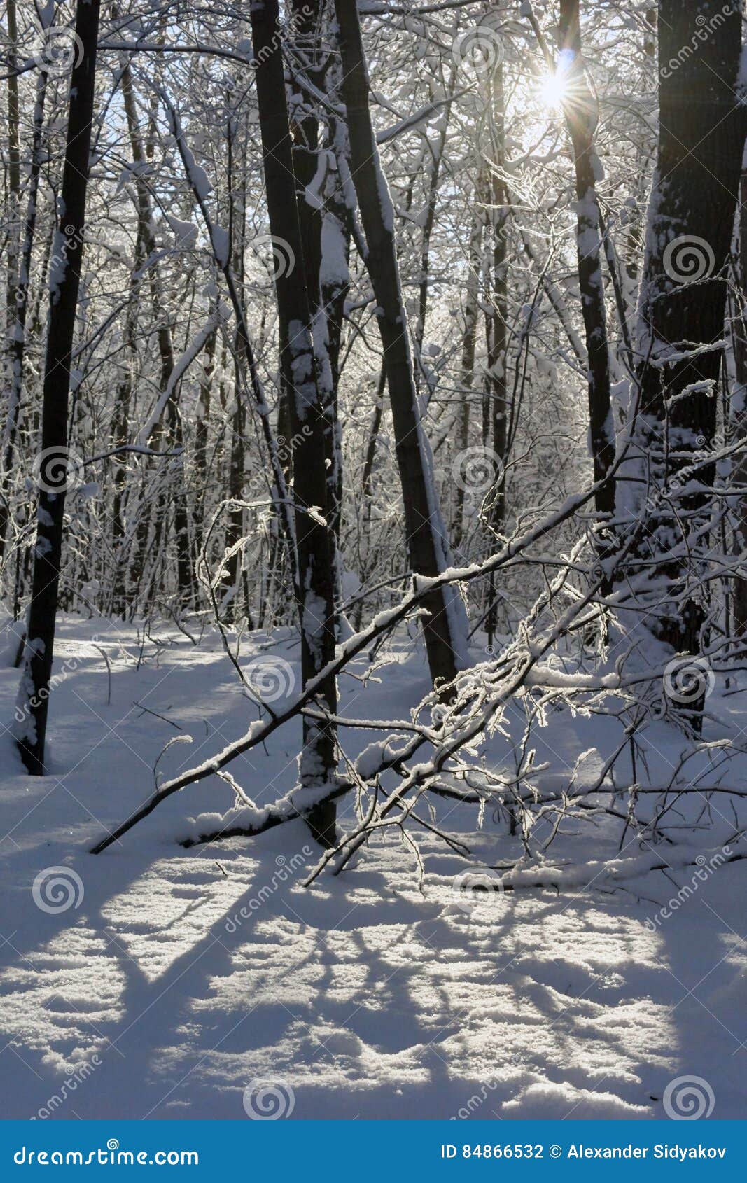 Snowdrifts of Large Snowflakes in the Woods. Stock Photo - Image of ...
