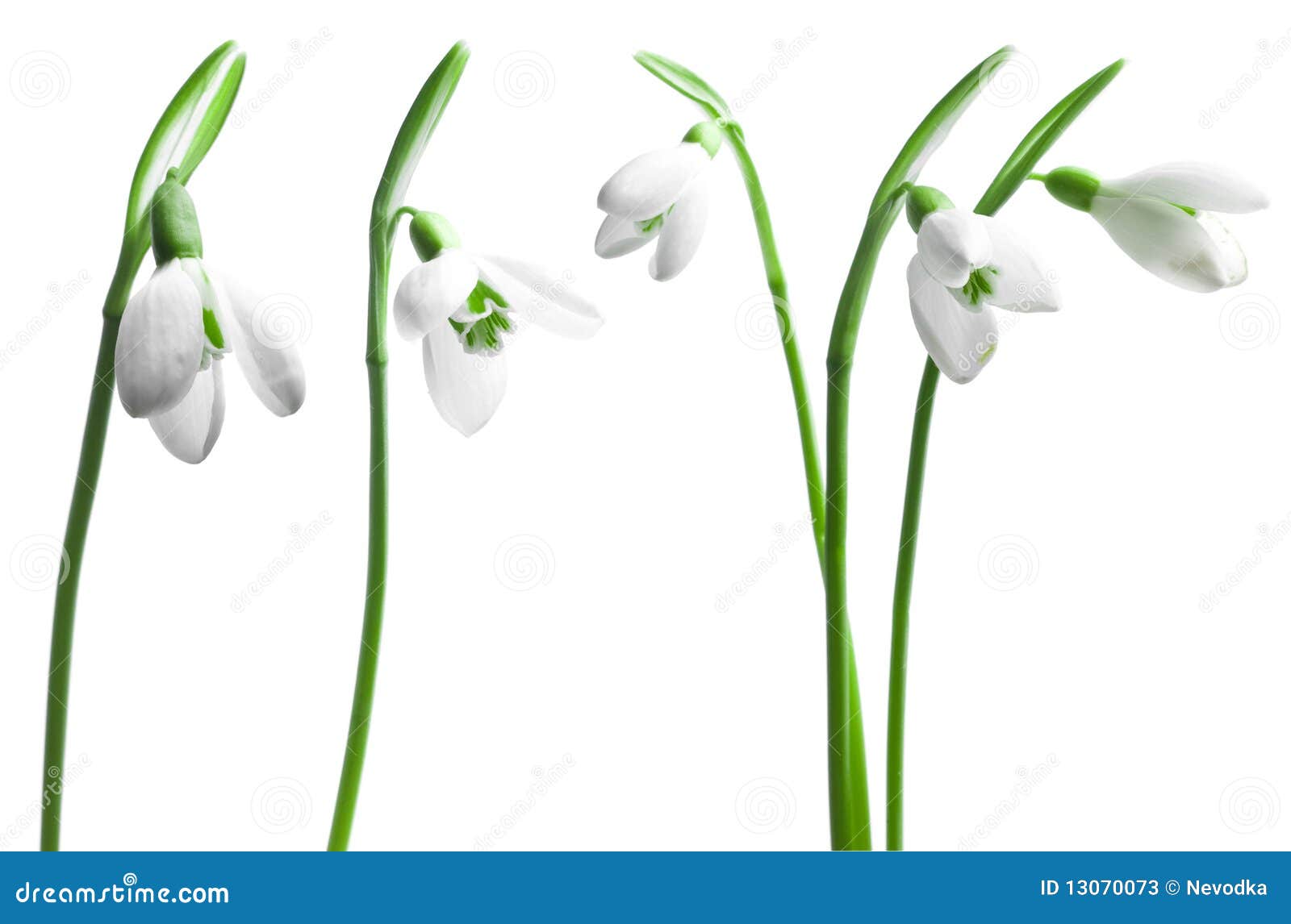 Snowdrop stock image. Image of plant, stem, flower, herbal - 13070073