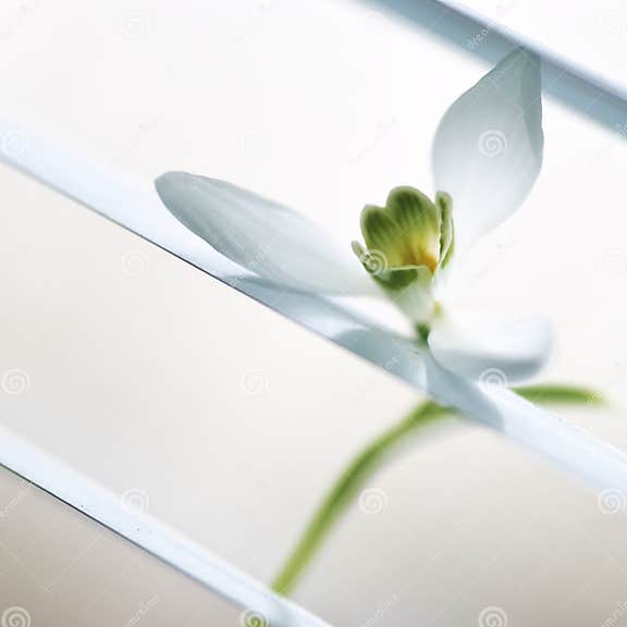 Snowdrop stock image. Image of green, isolated, meadow - 13527279