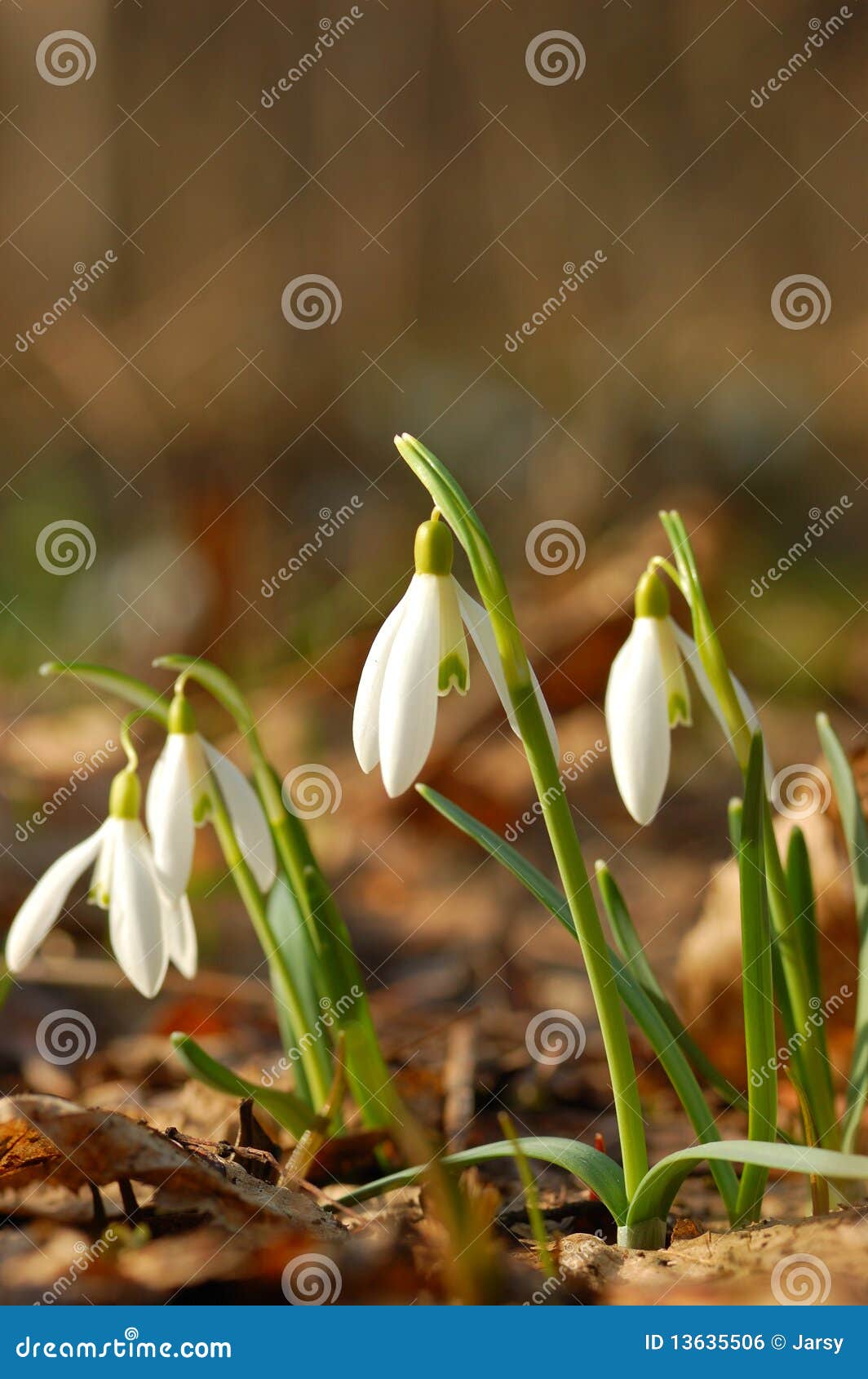Snowdrop stock photo. Image of blossom, park, bulb, bright - 13635506