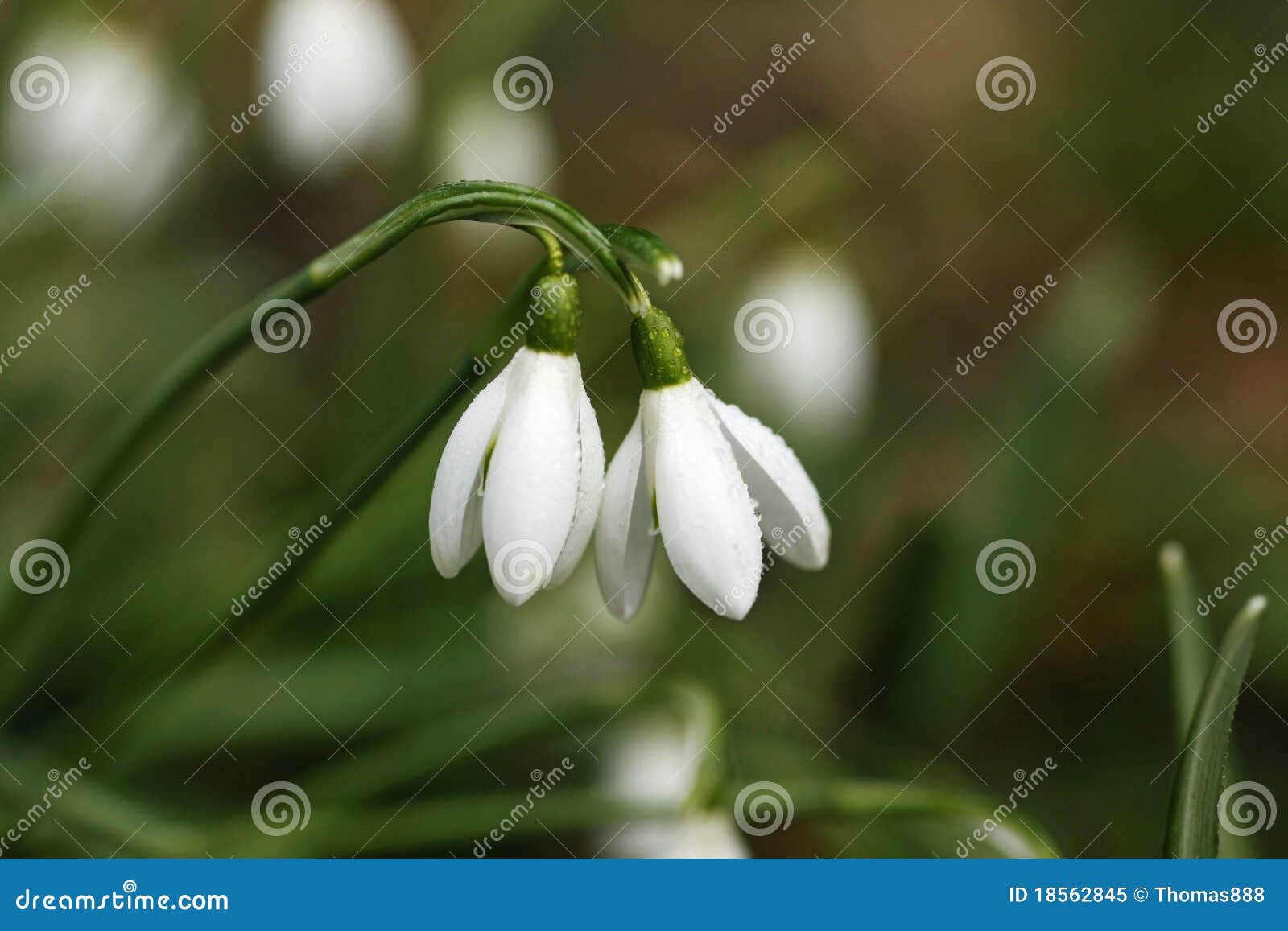 Snowdrop stock image. Image of flower, plant, snowdrops - 18562845