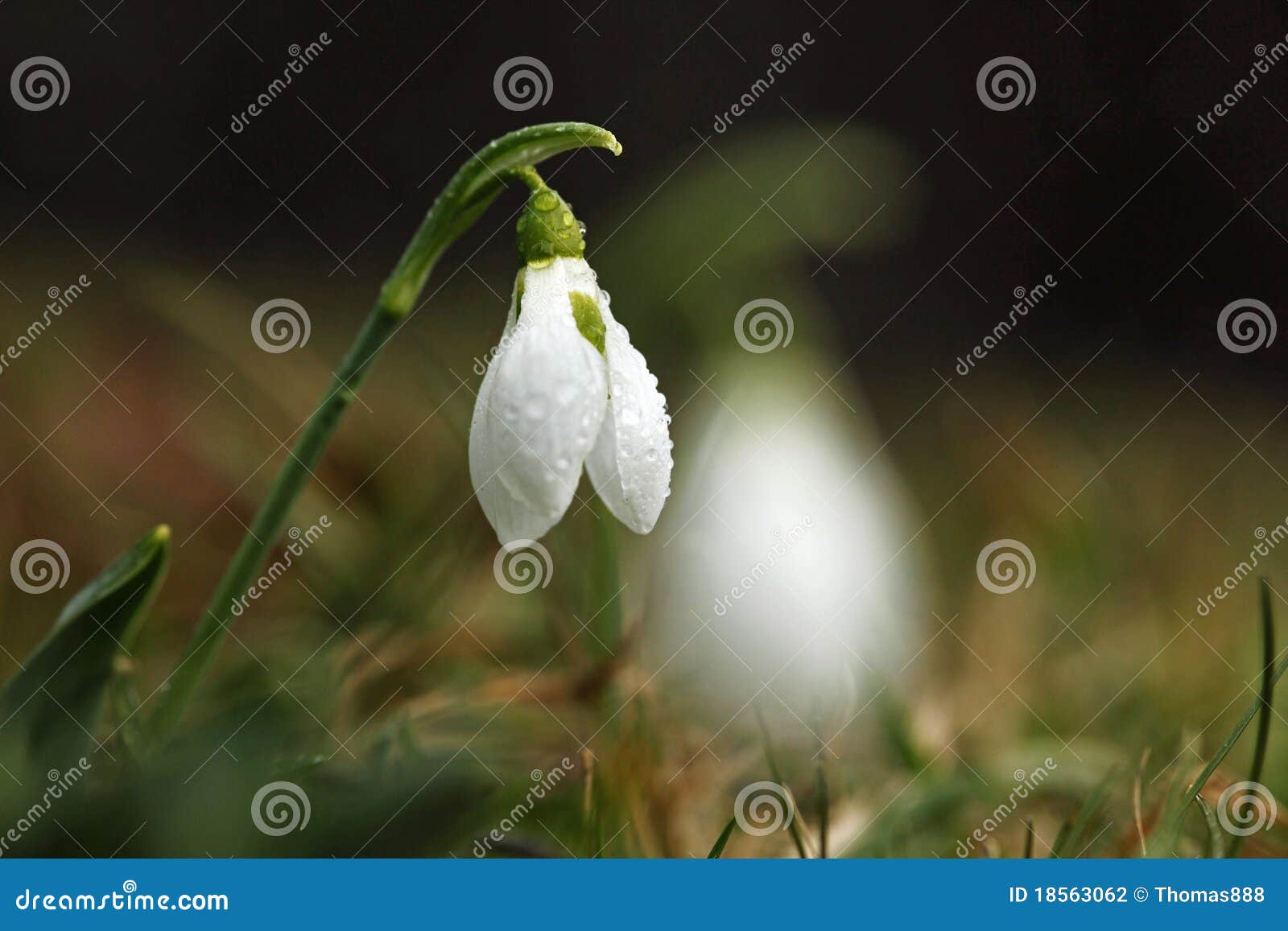 Snowdrop stock photo. Image of nature, snowdrops, blossom - 18563062