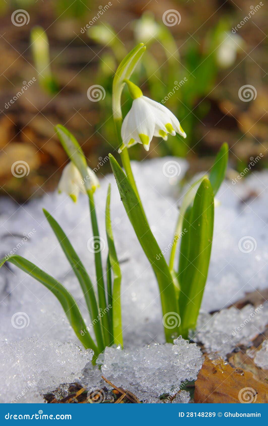 Snowdrop stock image. Image of countryside, british, blooms - 28148289