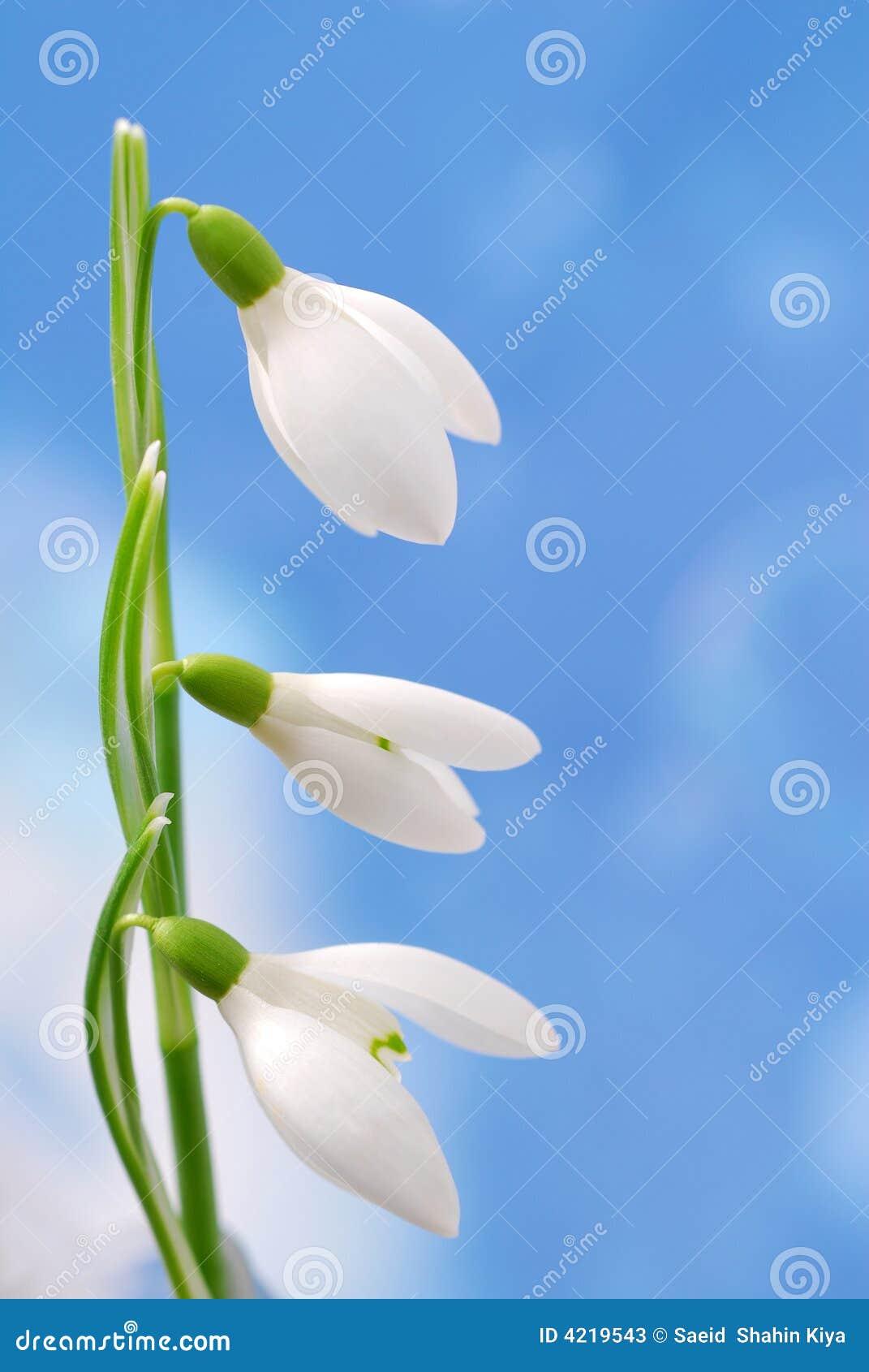 Snowdrop stock image. Image of forest, petal, natural - 4219543