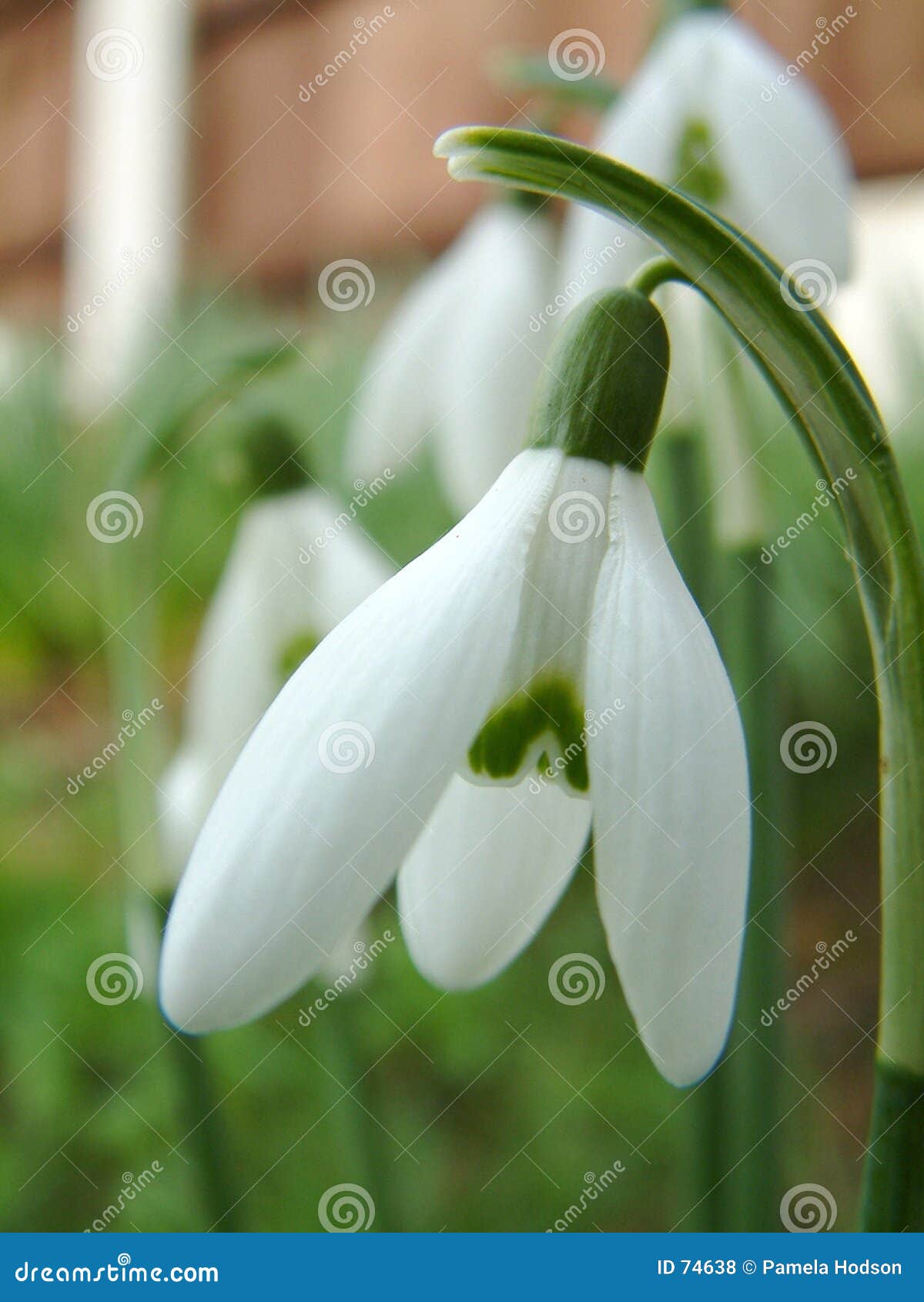 Snowdrop stock photo. Image of snowdrop, spring, natural - 74638