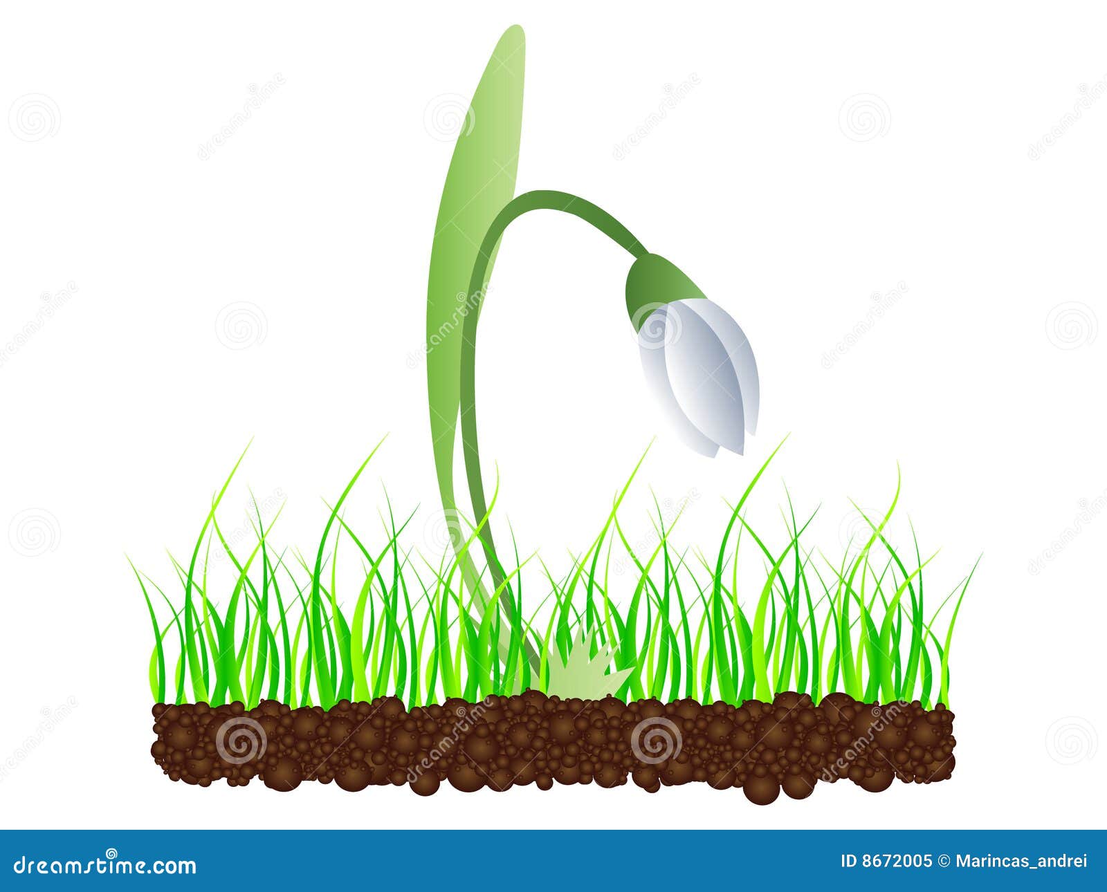 Snowdrop stock vector. Illustration of summer, botany - 8672005