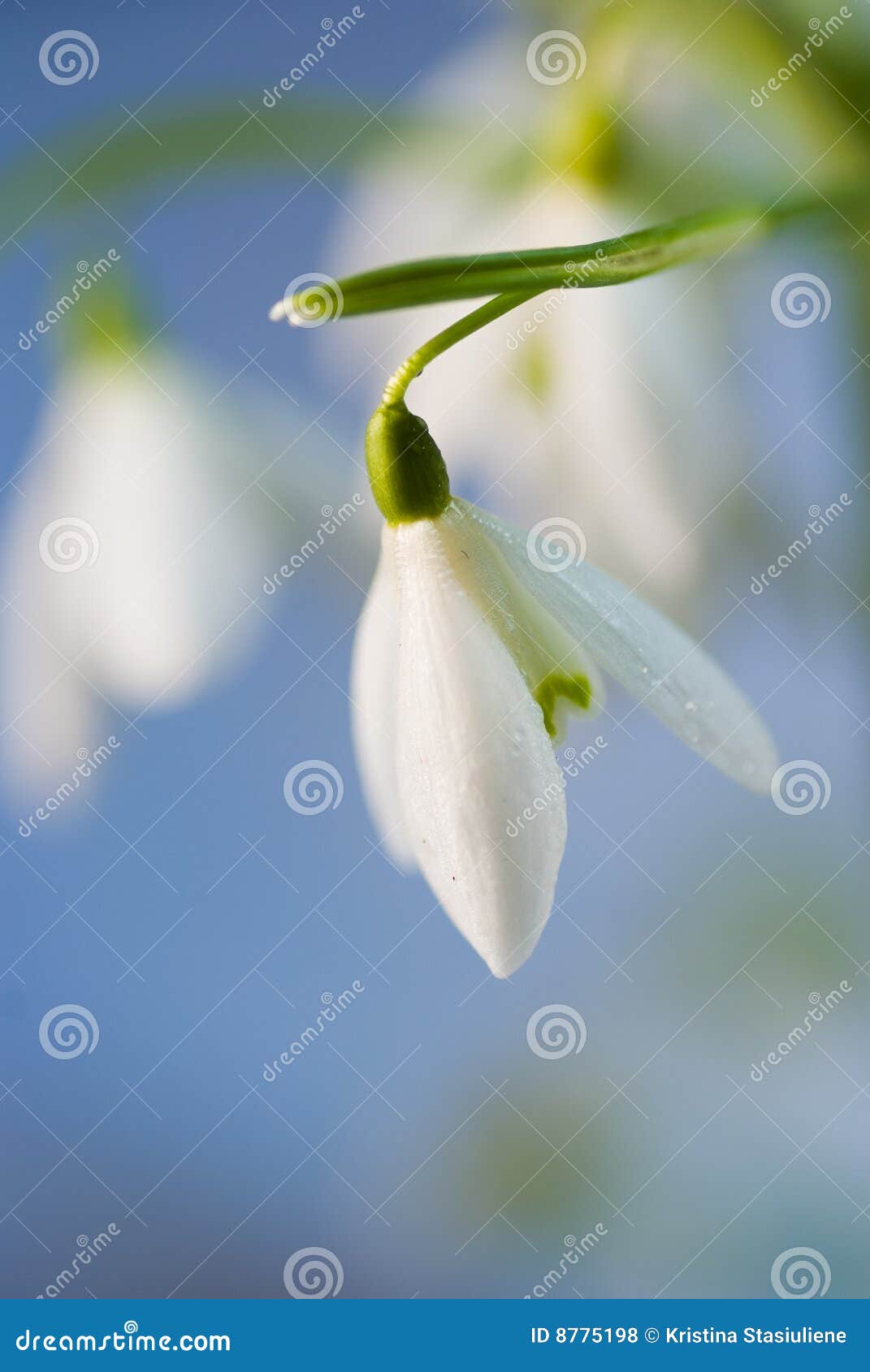 Snowdrop stock photo. Image of botanical, blossom, background - 8775198