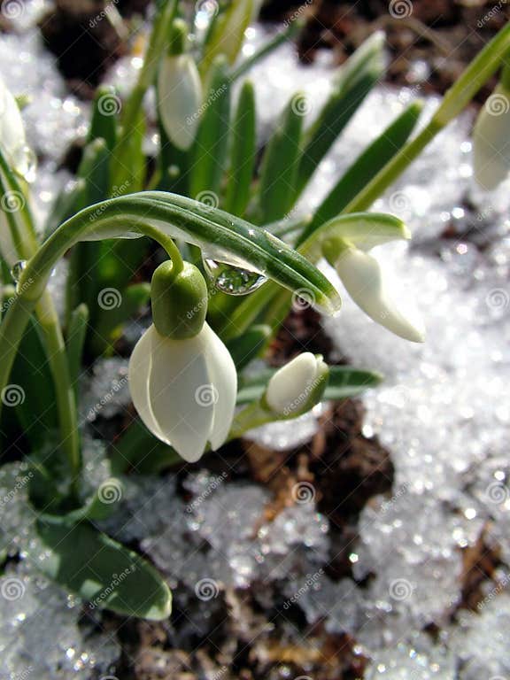 Snowdrop stock image. Image of annulus, inflorescence, closeup - 98851